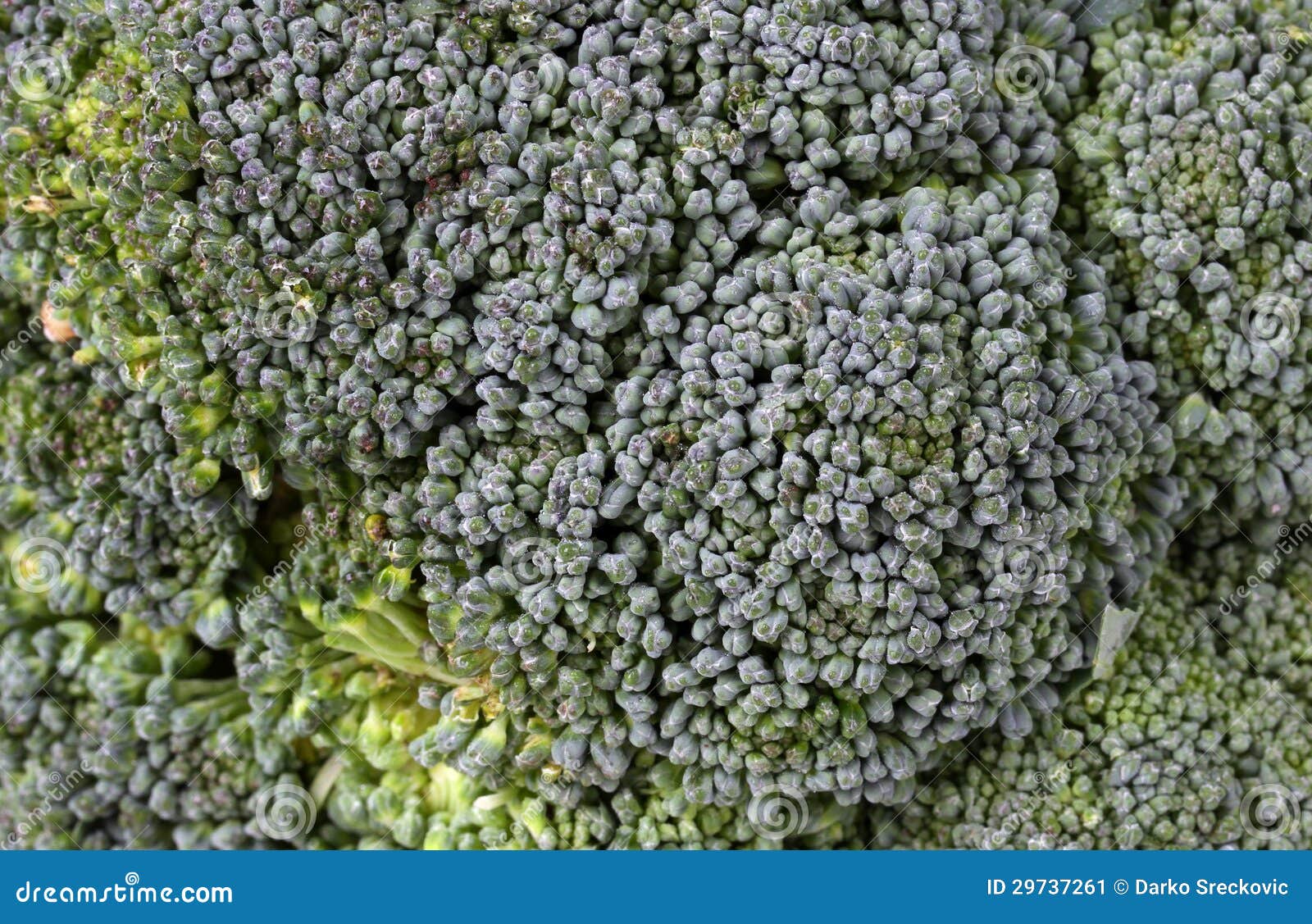 Broccoli stock image. Image of macro, vegetarian, broccoli - 29737261