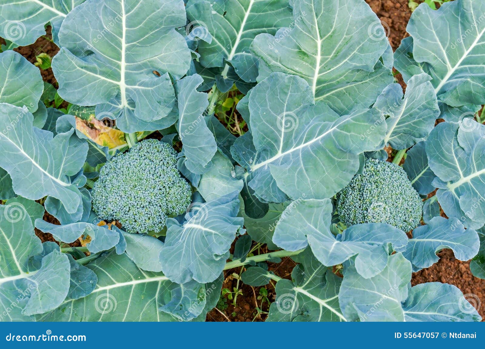 Fresh broccoli stock image. Image of plantation, field - 55647057