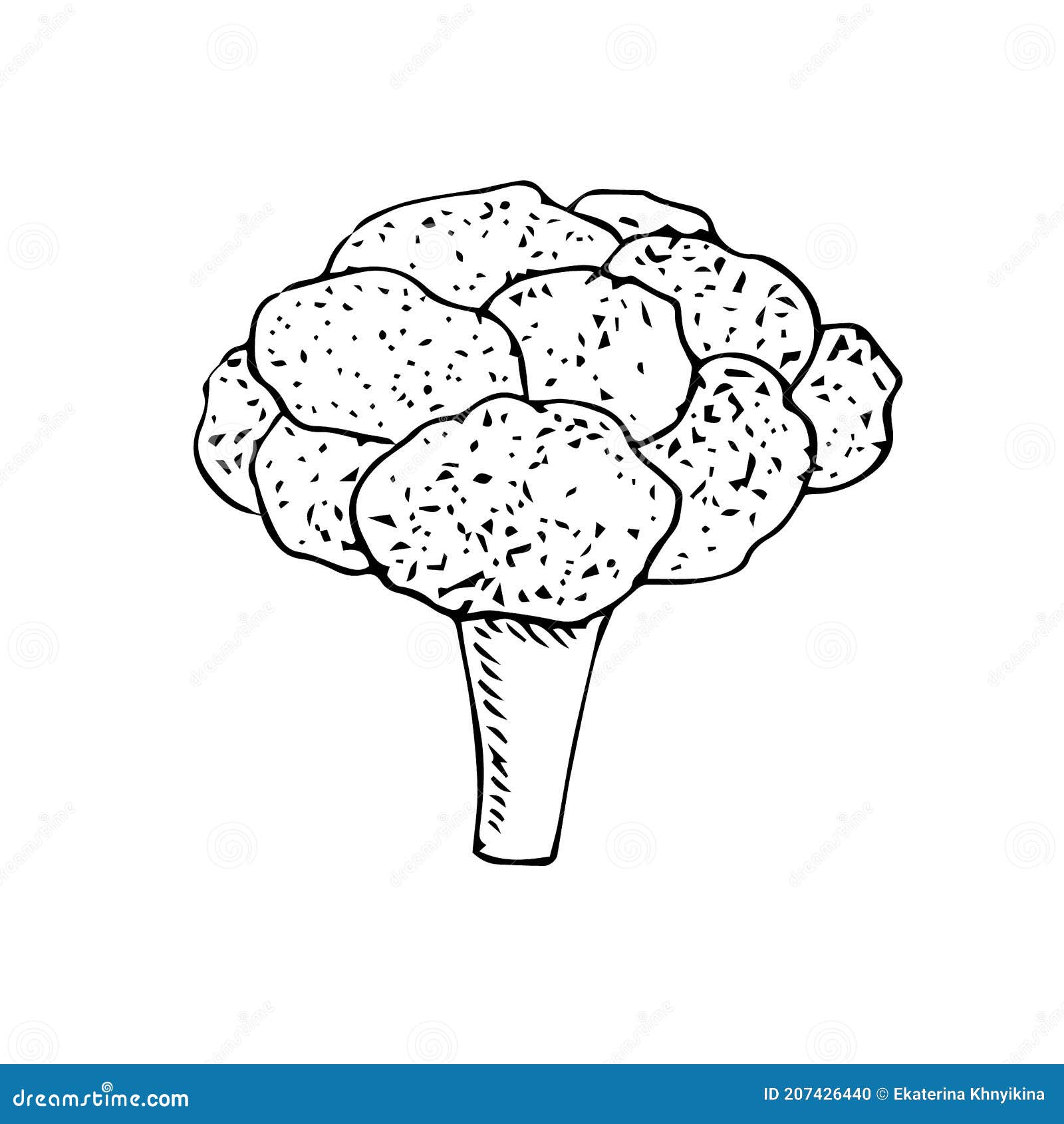 Fresh Broccoli, Vector Illustration. Hand Drawing Sketch Stock ...