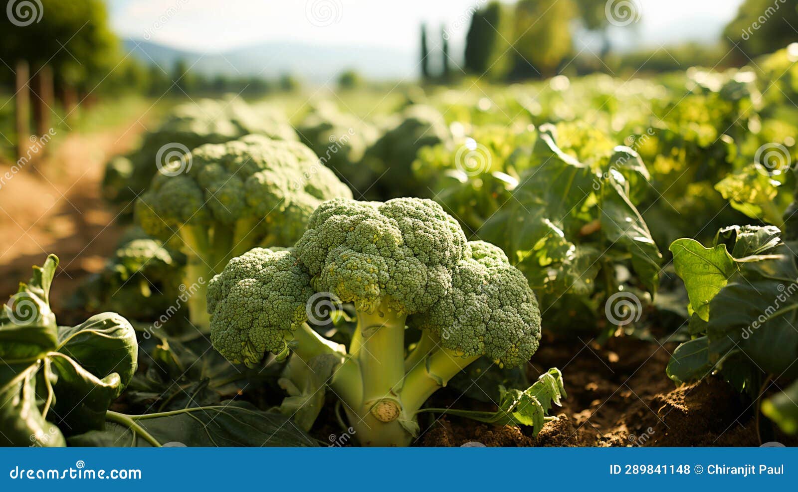 A Fresh Broccoli Vegetable in the Field, Broccoli Focus on Camera Stock Photo - Image of color ...