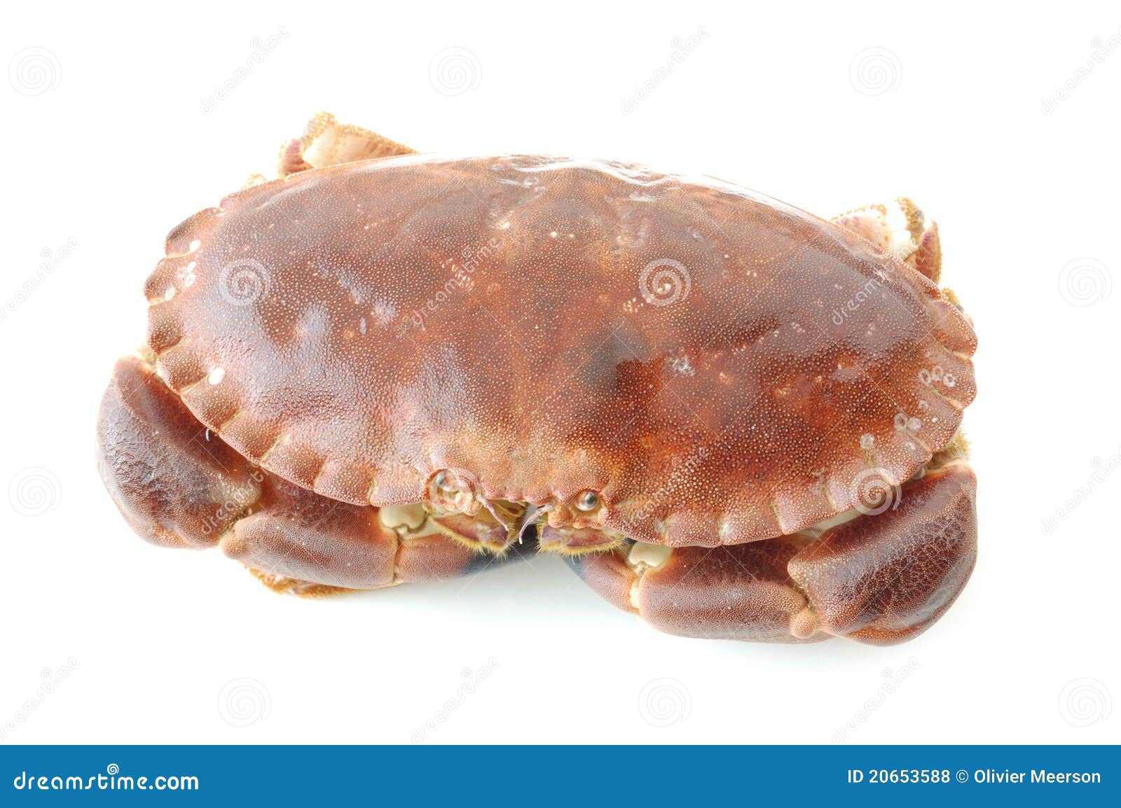 Fresh Brown Crab Or Atlantic Edible Crab On White Stock Photo - Image ...