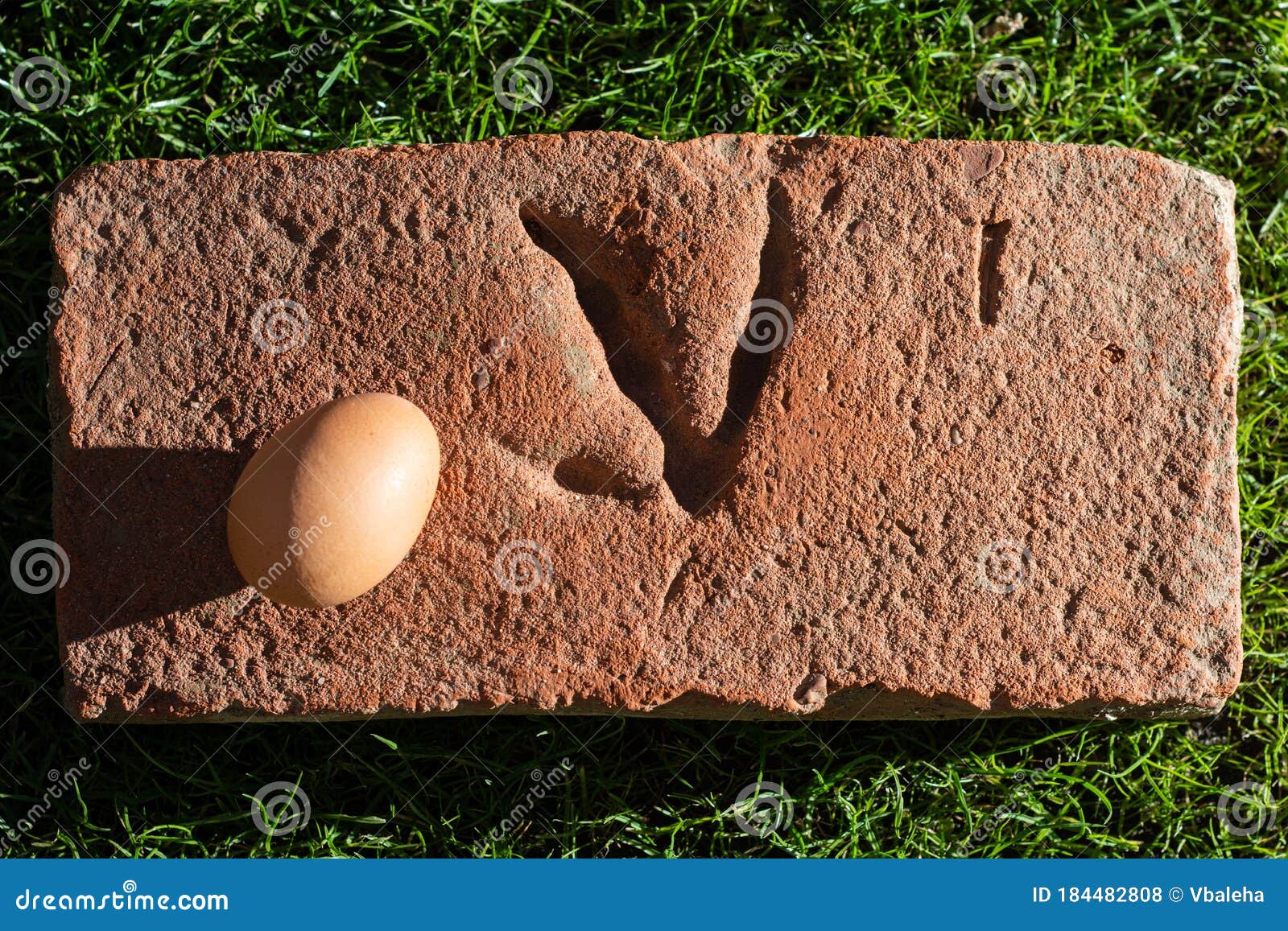 Fresh Brown Organic Egg on a Brick with Chicken Paw Stock Photo - Image ...