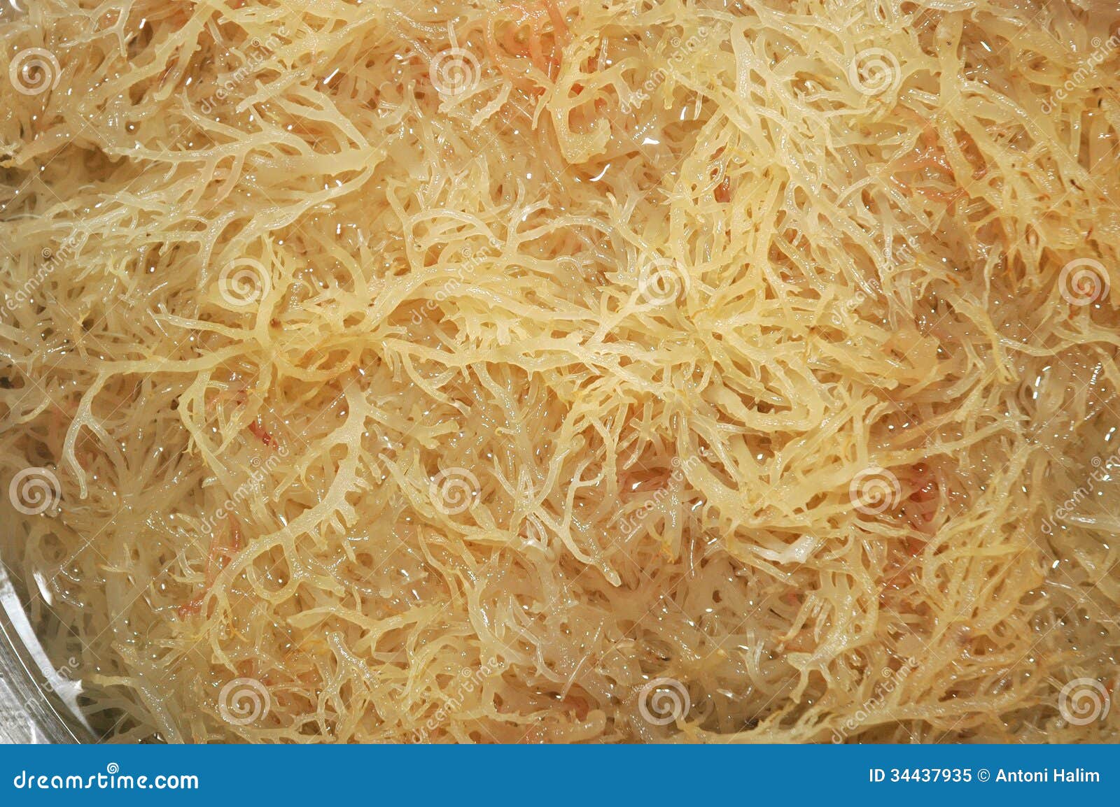 Fresh brown seaweed stock image. Image of leaf, dinner - 34437935