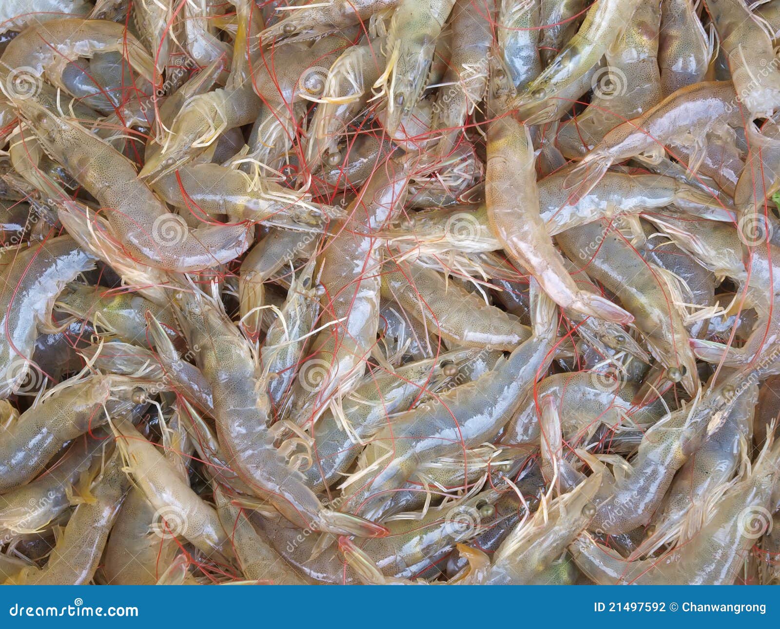 Fresh brown tiger shrimp stock photo. Image of brown - 21497592