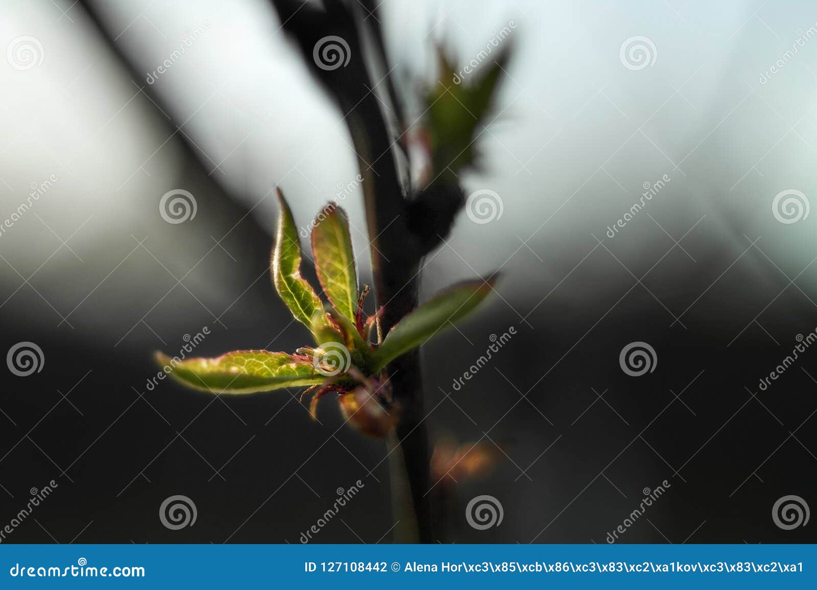 Fresh Bud on Tree in the Spring Stock Photo - Image of birch, bush ...