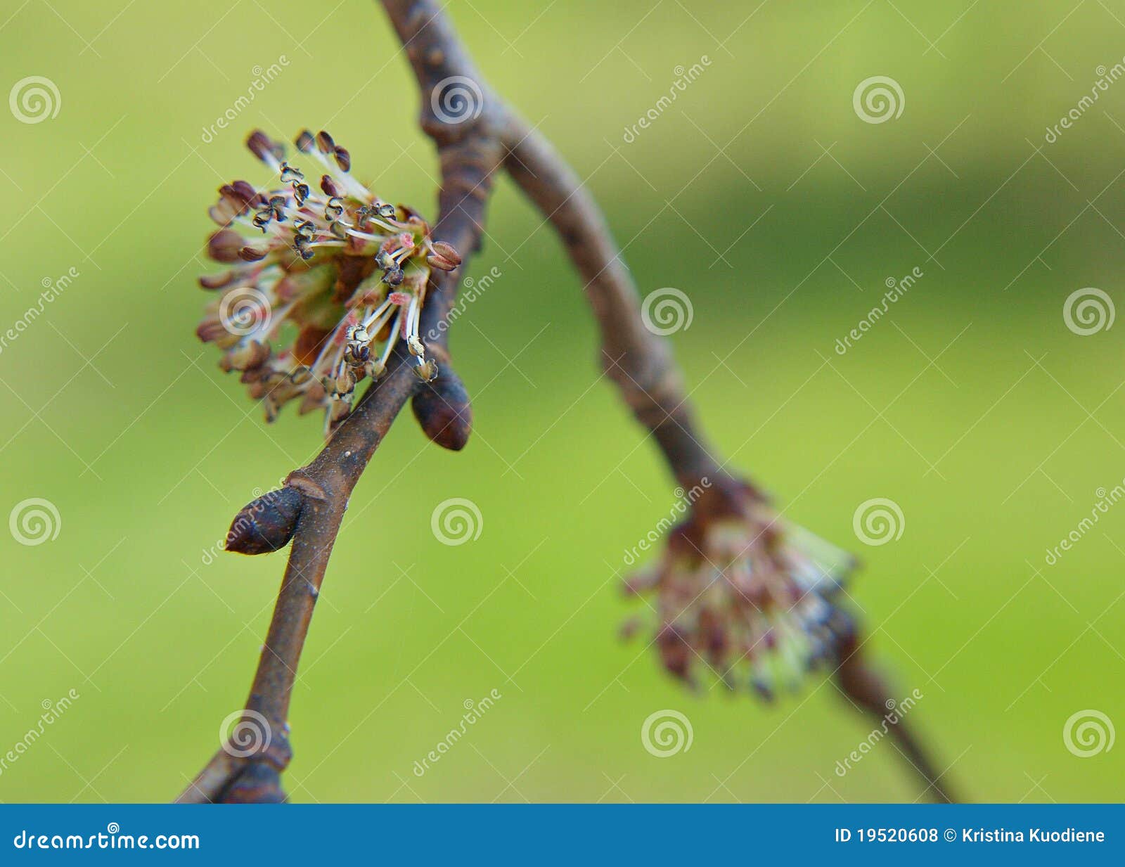 Fresh buds on branch stock photo. Image of macro, growth - 19520608