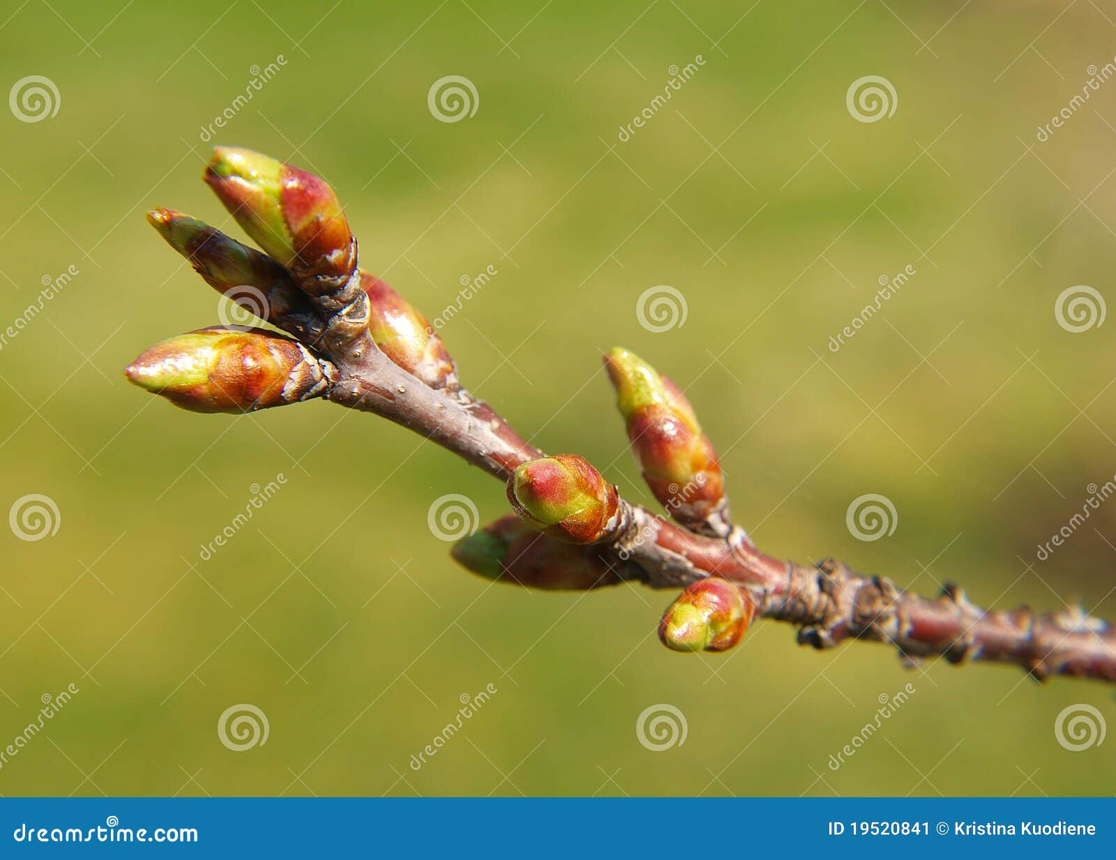 Fresh buds on branch stock image. Image of macro, fresh - 19520841