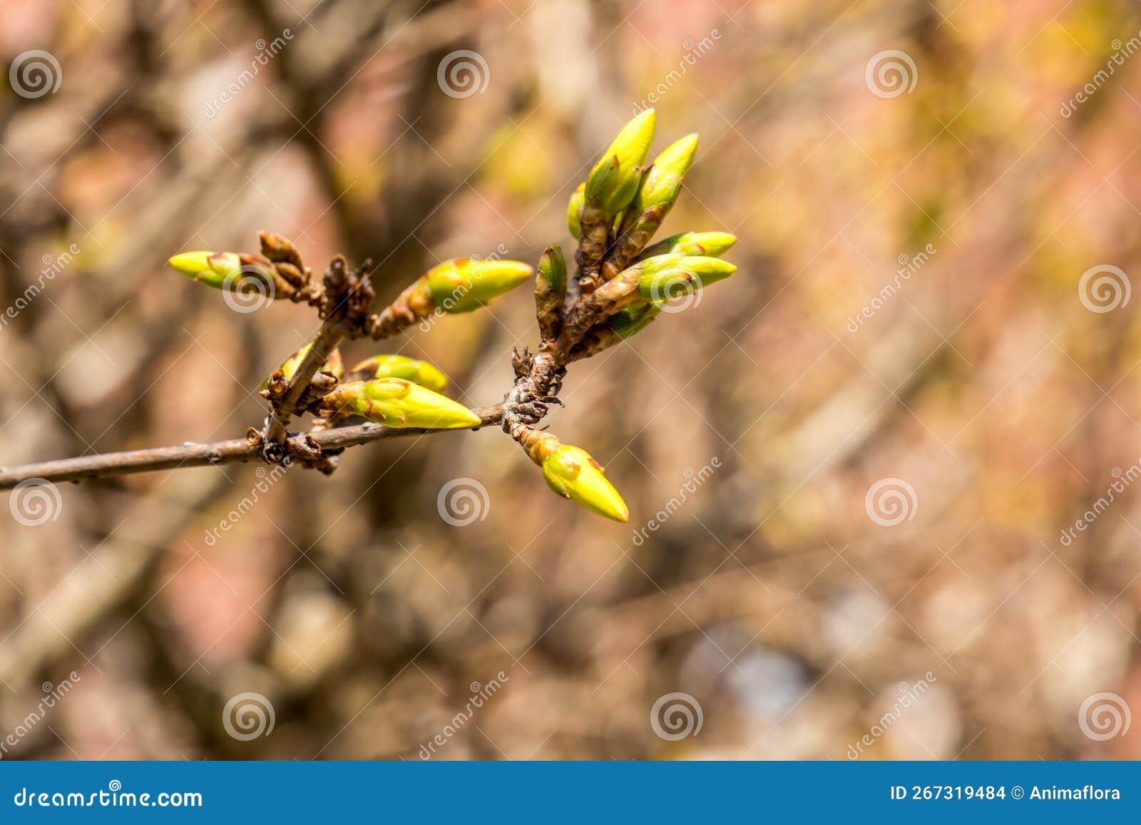 Fresh Buds on a Branch in Spring Stock Photo - Image of growth, botany ...