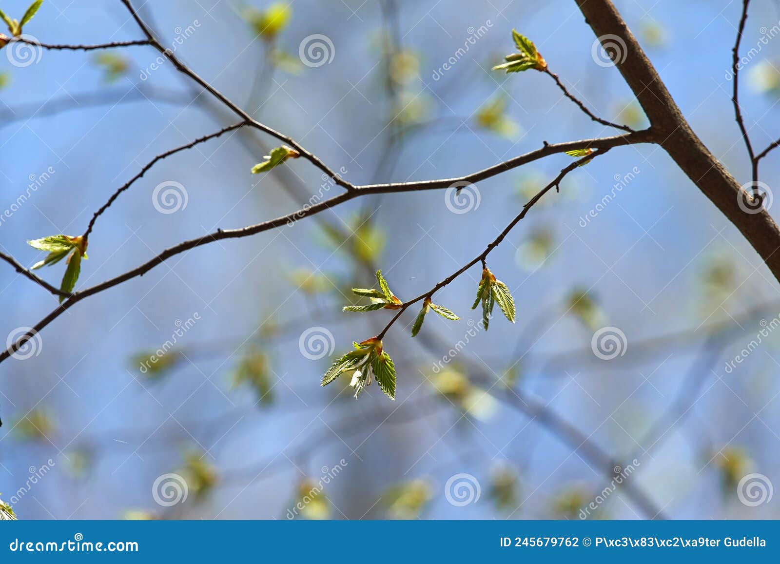 Buds emerging in spring stock photo. Image of buds, growth - 245679762