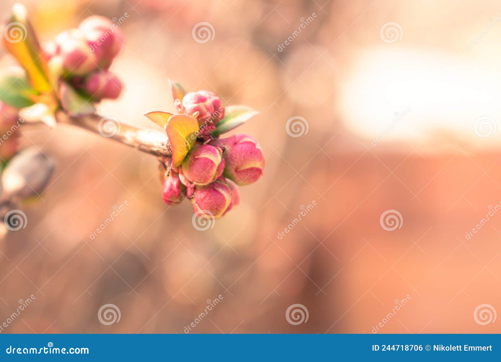 Fresh Buds on a Tree Branch Stock Photo - Image of outdoors, macro ...
