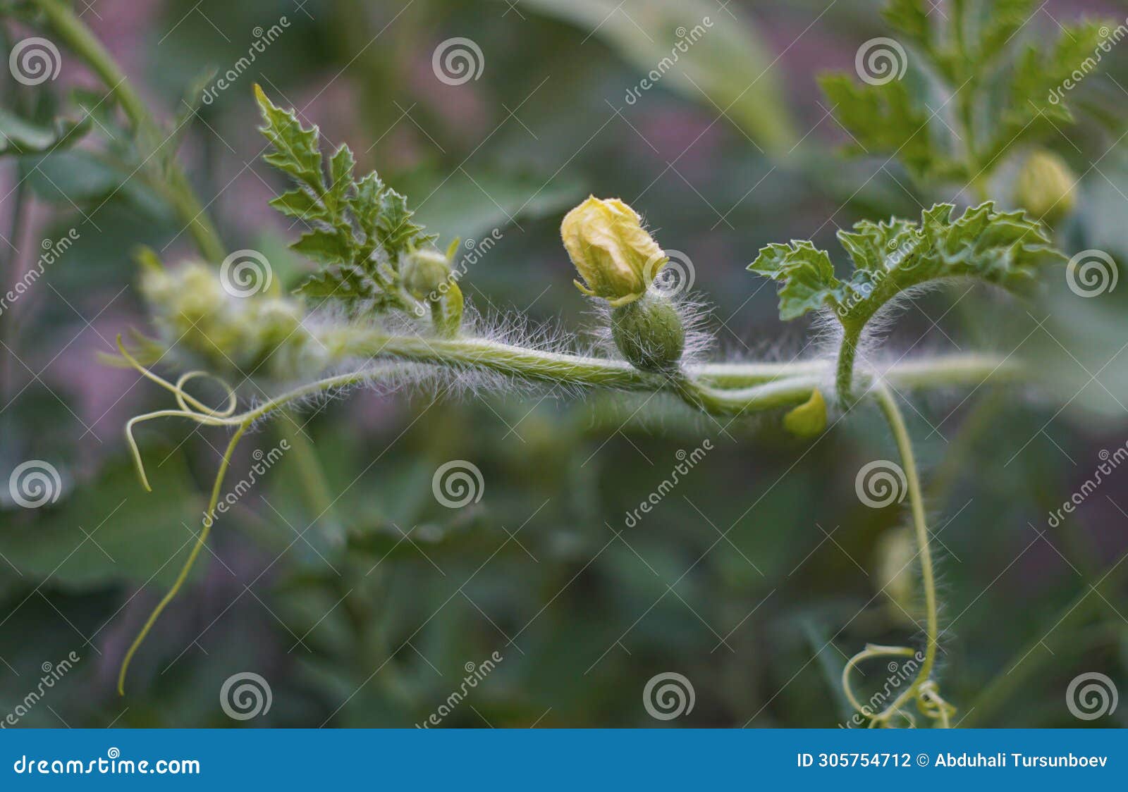 Fresh Buds of a Watermelon Branch Stock Photo - Image of agriculture ...