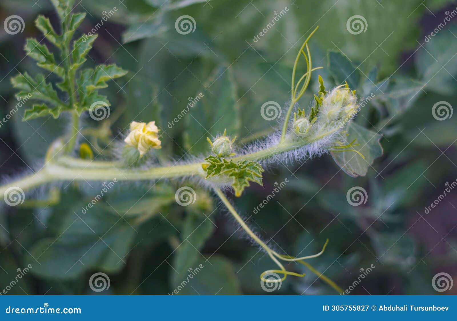 Fresh Buds of a Watermelon Branch Stock Image - Image of watermelon ...