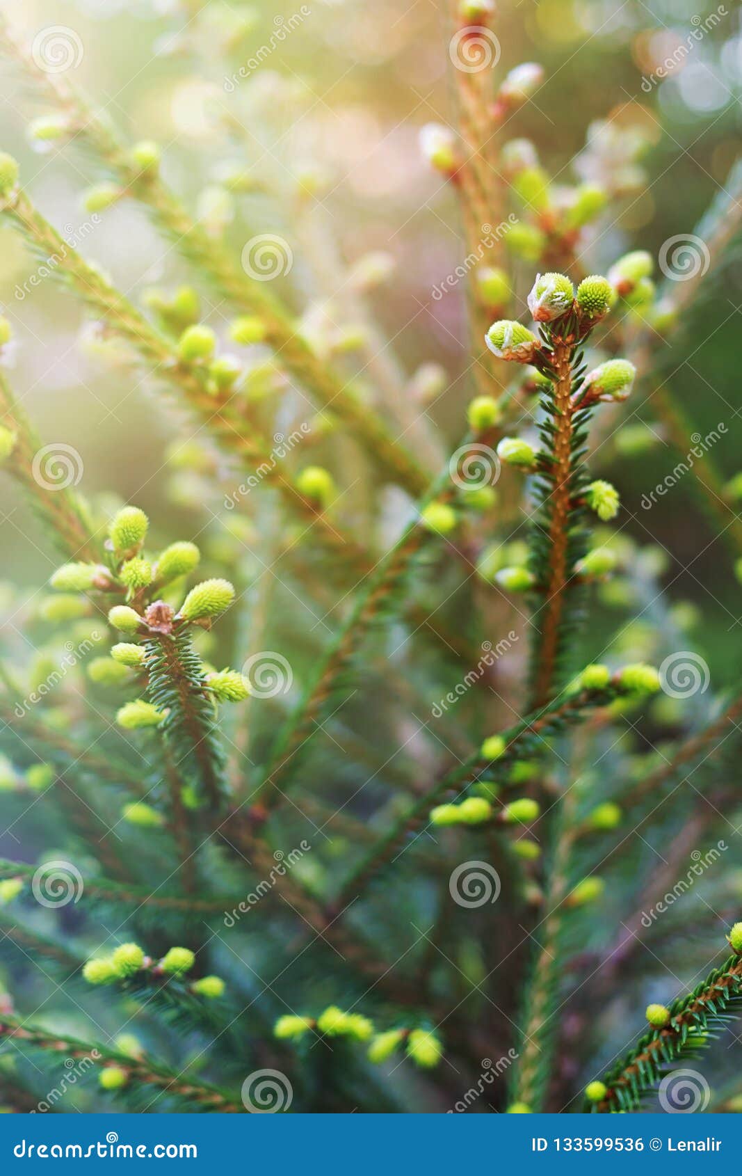 Fresh Buds on Young Fir Tree Stock Photo - Image of branch, sunlight ...