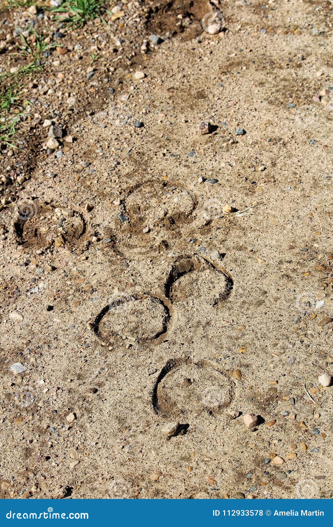 Fresh Buffalo Tracks on the Side of the Road Stock Photo - Image of ...