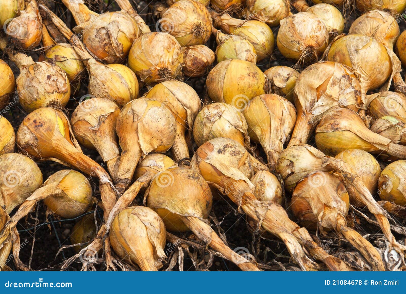 Fresh bulbs of onions stock photo. Image of ingredient - 21084678