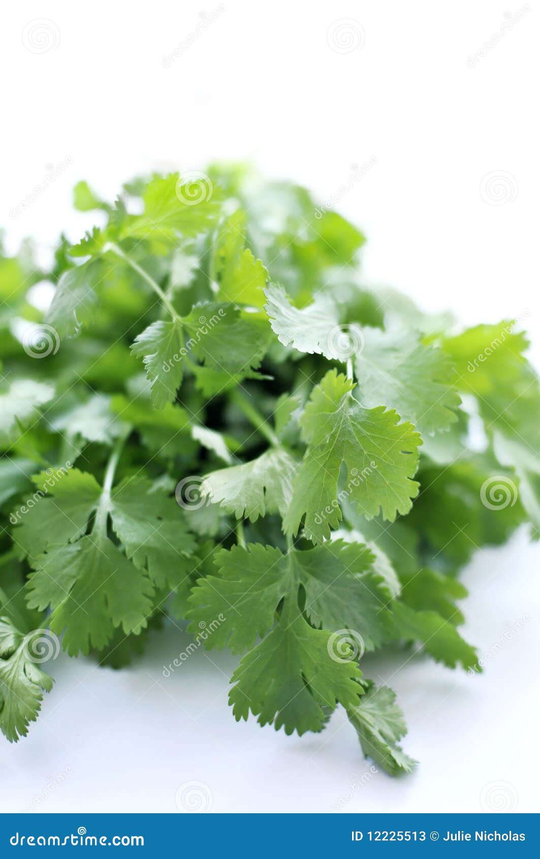 Fresh Bunch of Coriander stock image. Image of pungent - 12225513