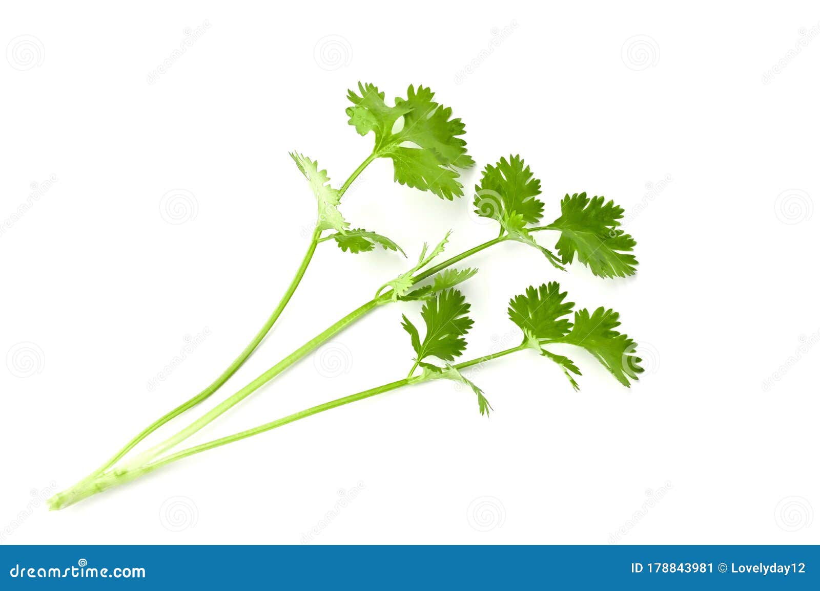 Fresh Bunch Coriander Leaf Isolate on White Background Stock Image ...