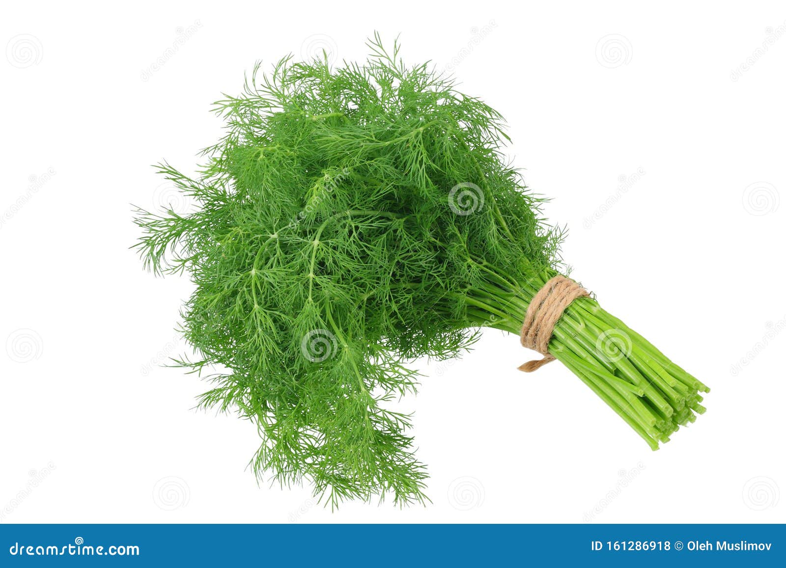 Fresh Bunch of Dill Isolated on White Background Stock Photo - Image of ...