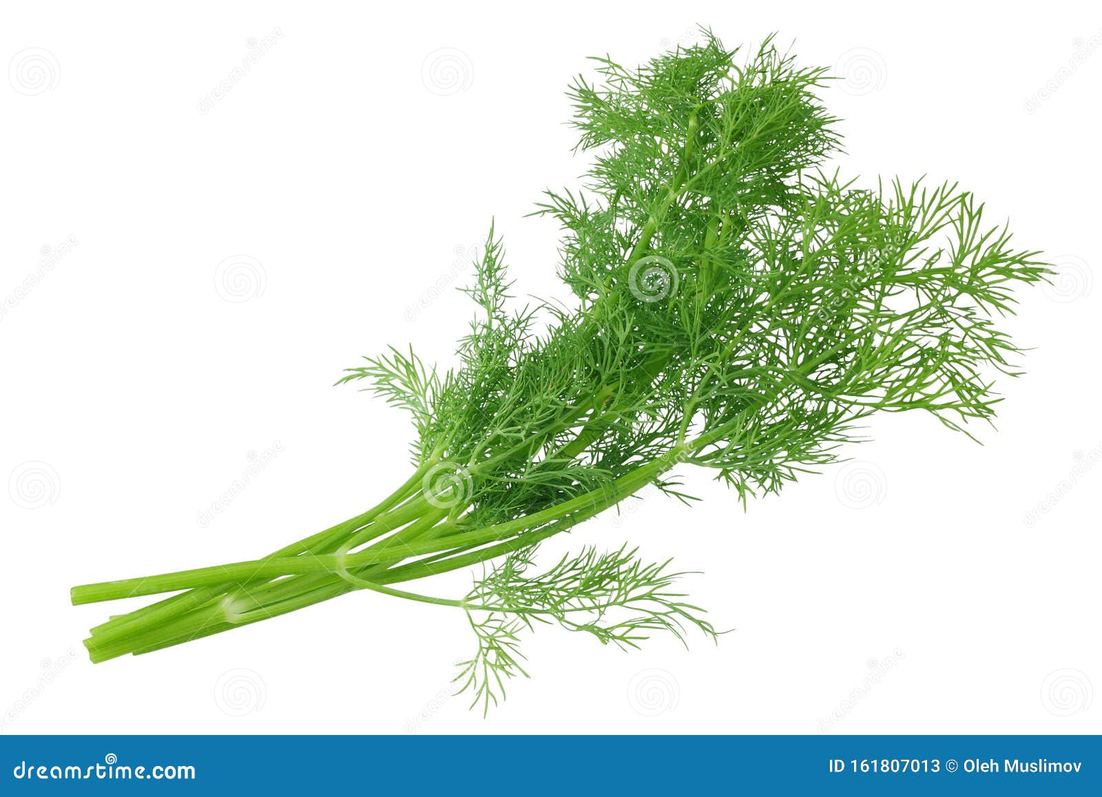Fresh Bunch of Dill Isolated on White Background Stock Image - Image of ...