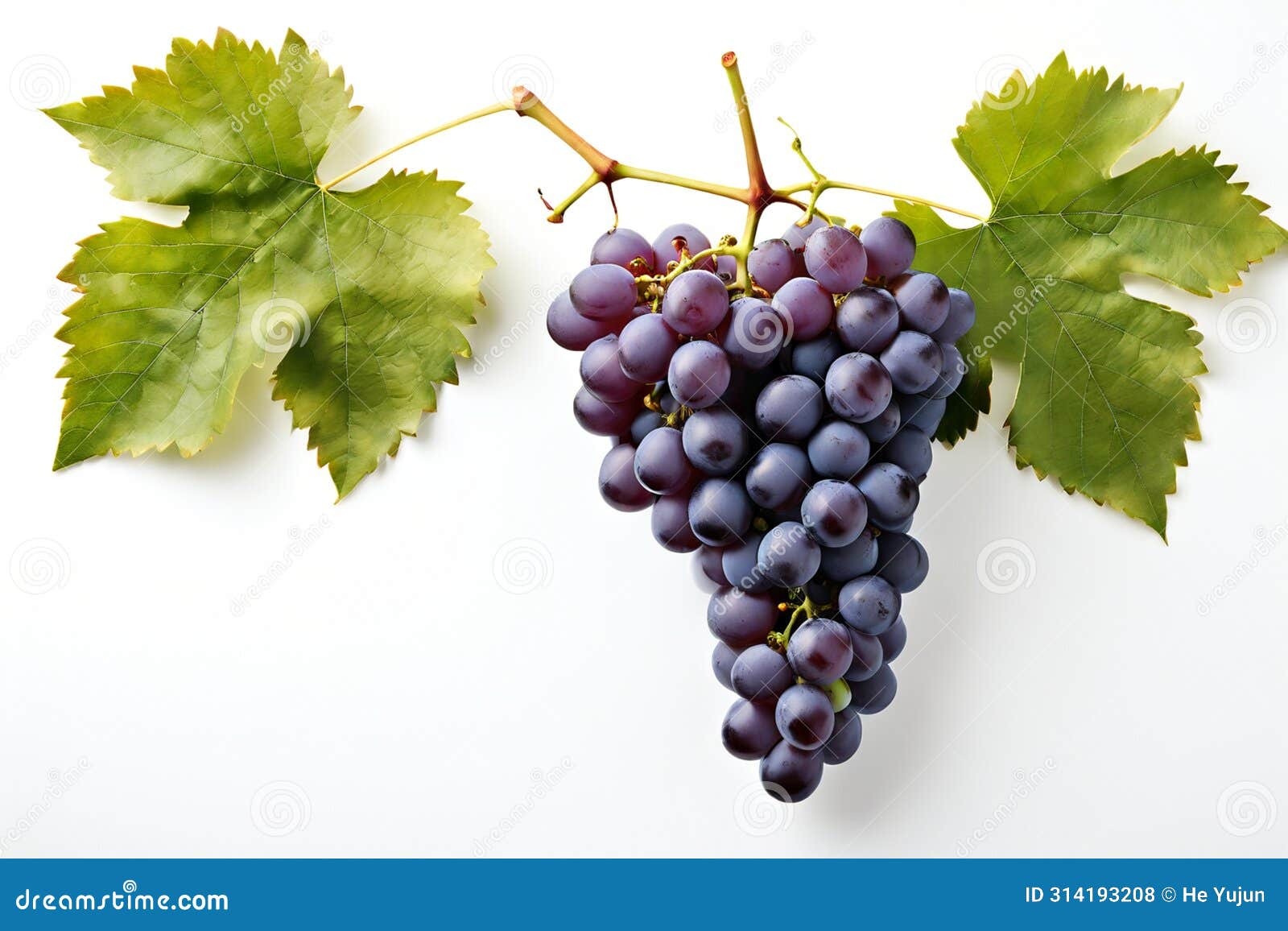 Fresh Bunch of Grapes with Leaves Isolated on a White Stock Photo ...