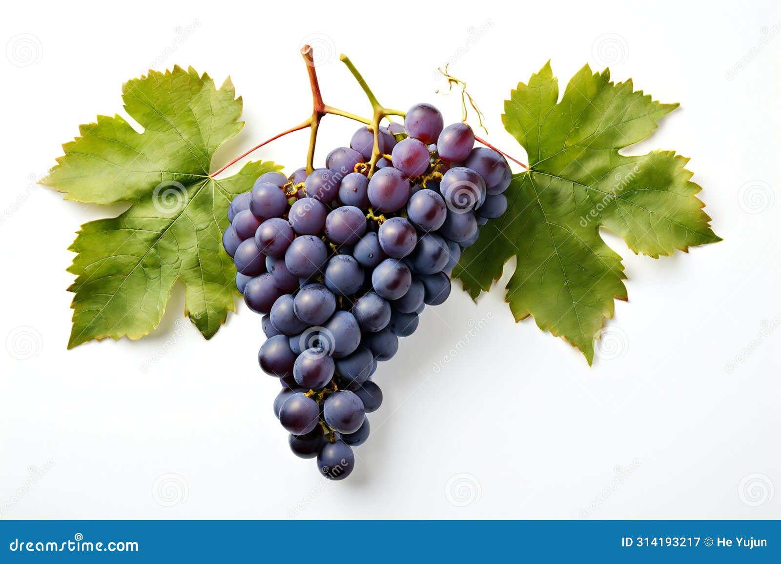 Fresh Bunch of Grapes with Leaves Isolated on a White Stock Image ...
