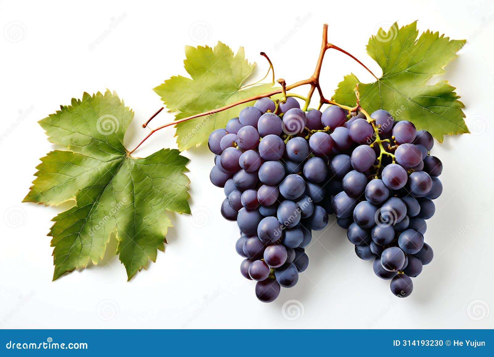 Fresh Bunch of Grapes with Leaves Isolated on a White Stock Photo ...