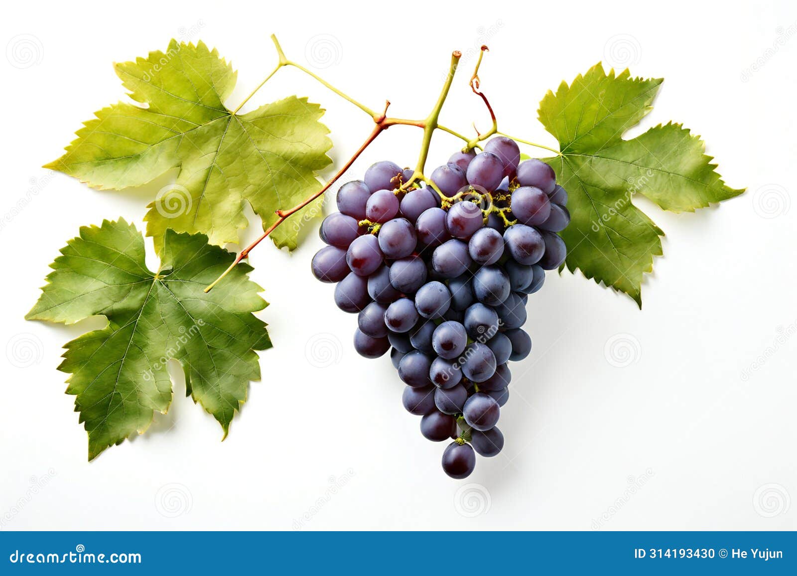 Fresh Bunch of Grapes with Leaves Isolated on a White Stock Photo ...