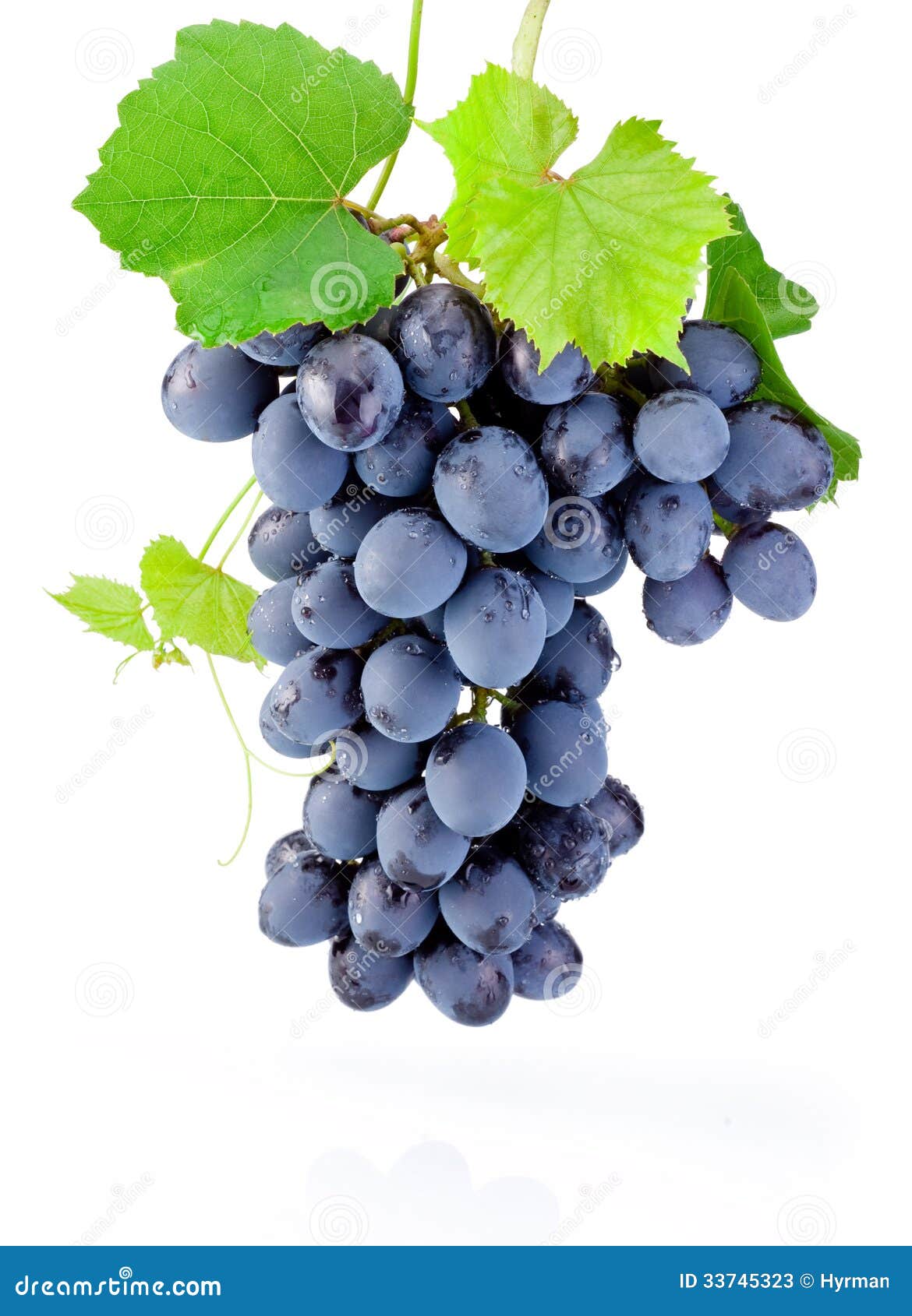 Fresh Bunch Of Colocasia Stem Or Taro Stolon On White Background Stock ...