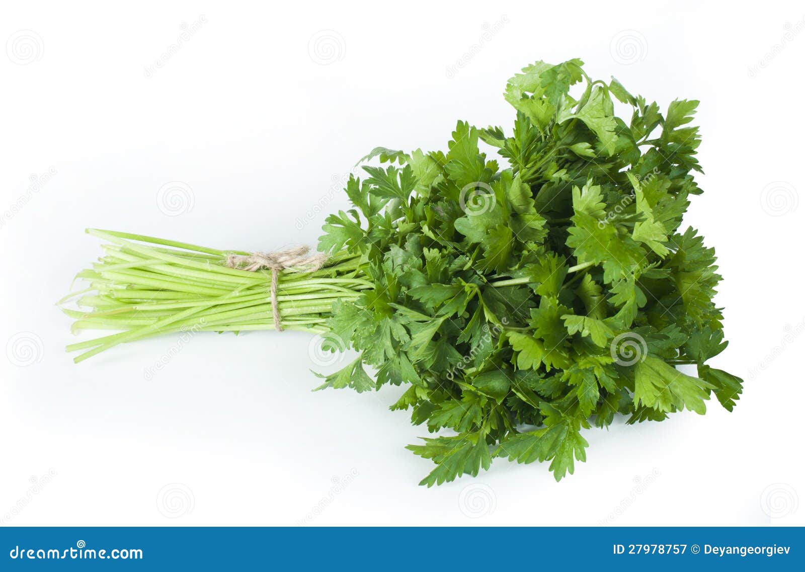 Fresh Bunch of Green Parsley Stock Image - Image of horticulture ...