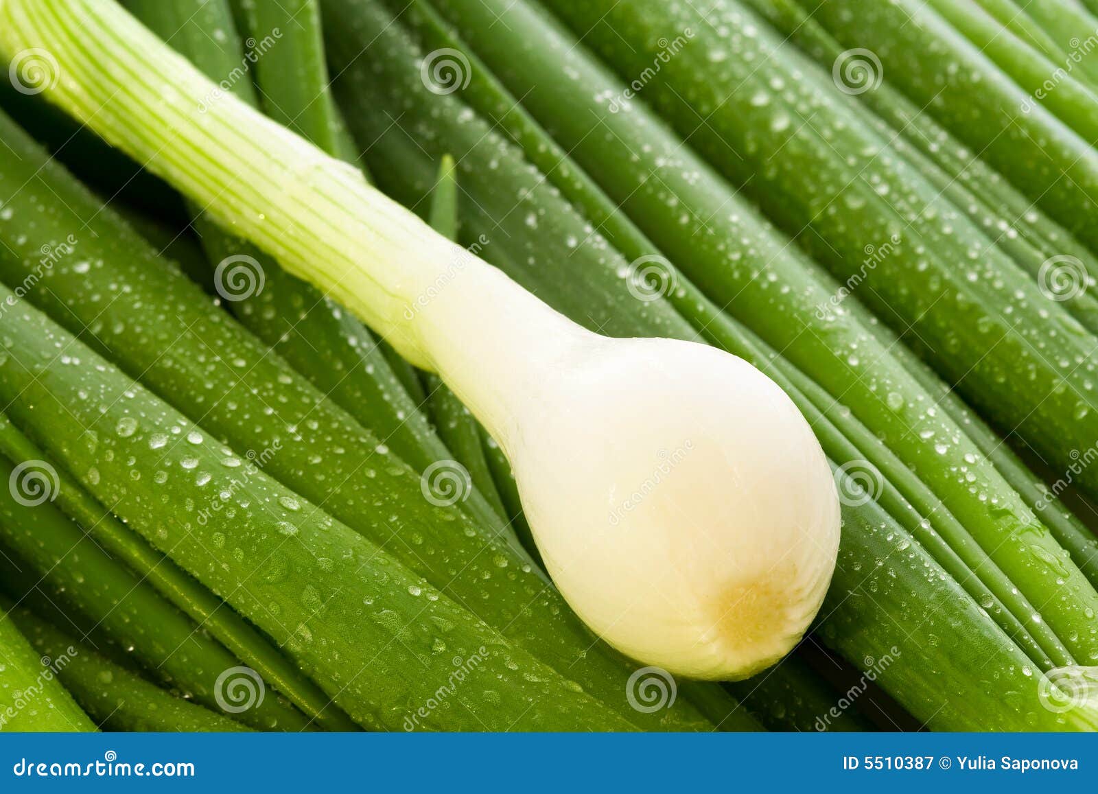 Fresh bunch of onion stock image. Image of ingredient - 5510387