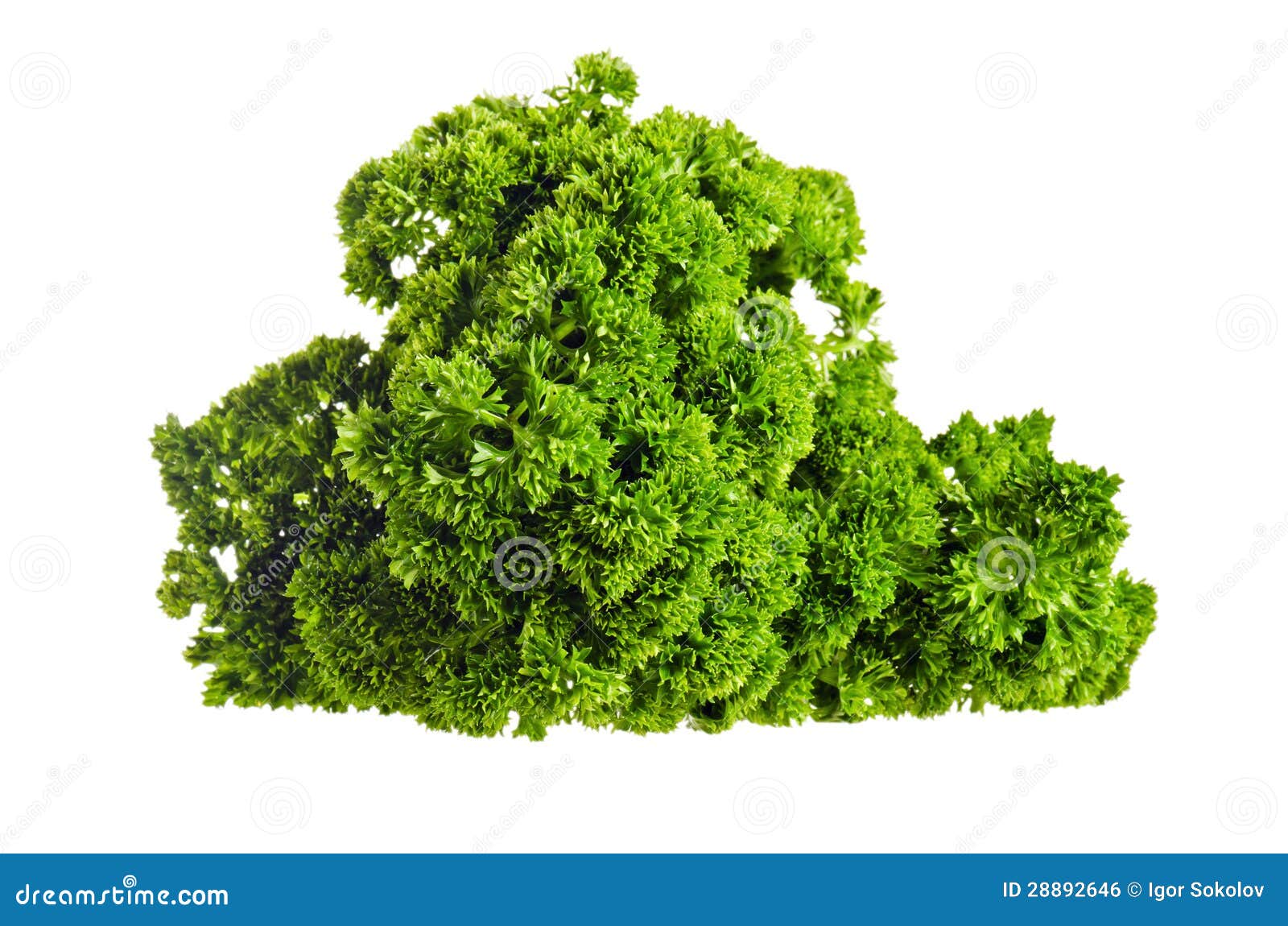 Fresh bunch of parsley stock photo. Image of macro, flavor - 28892646