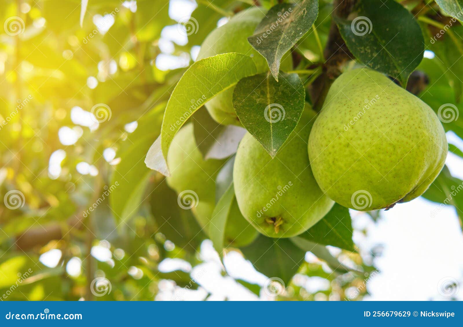 Fresh Bunch of Ripe Pears on Tree Branch Harvest Concept Stock Image ...