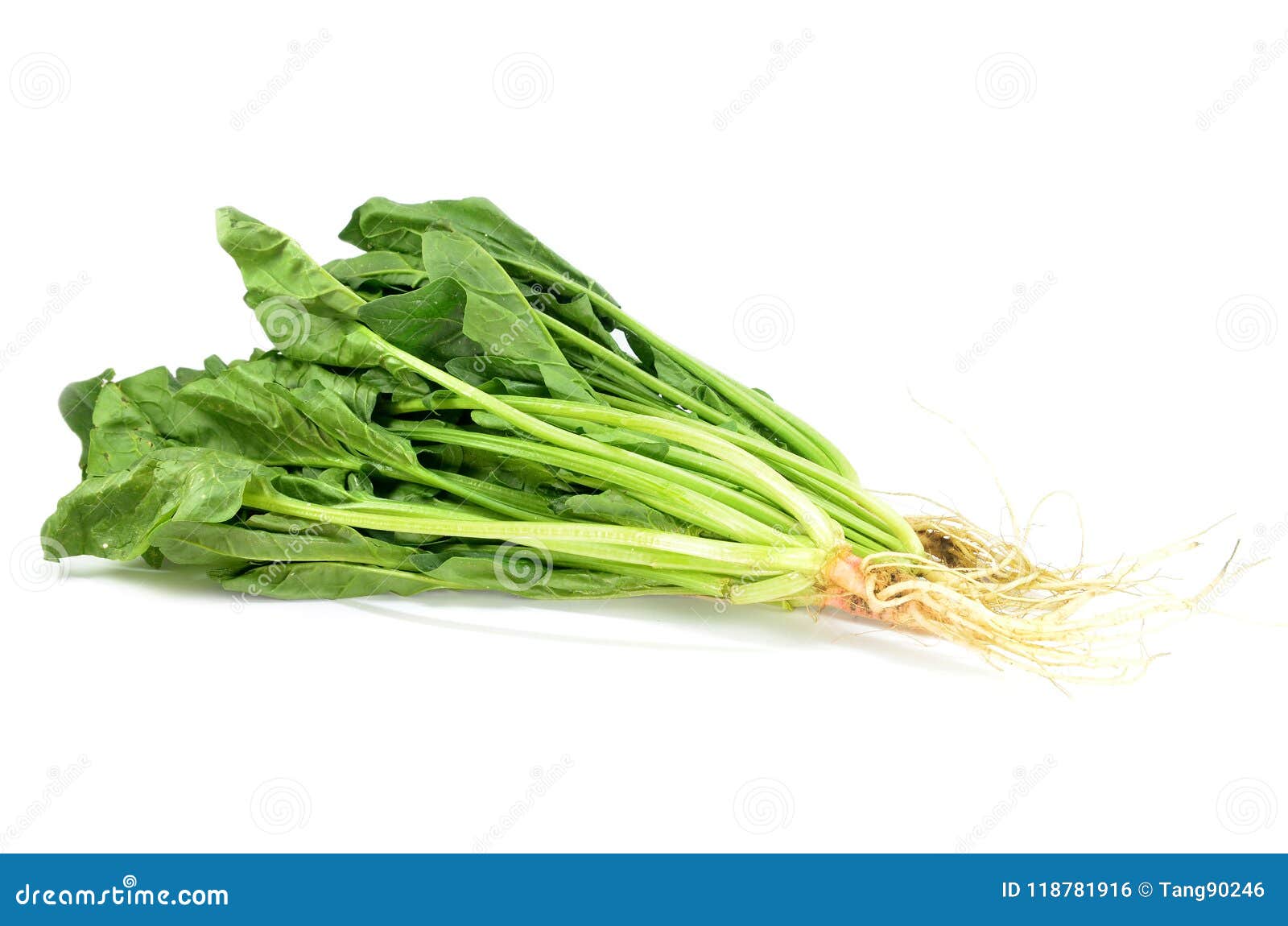 Fresh bunch of spinach stock photo. Image of freshness - 118781916