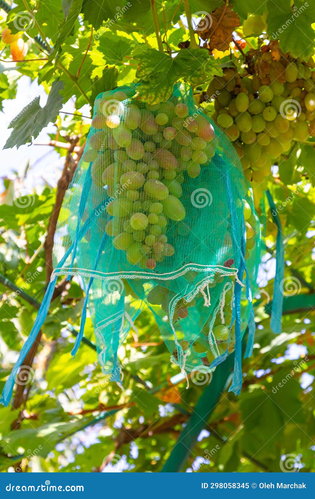 Fresh Bunch of White Grapes on the Field Stock Image - Image of nature ...