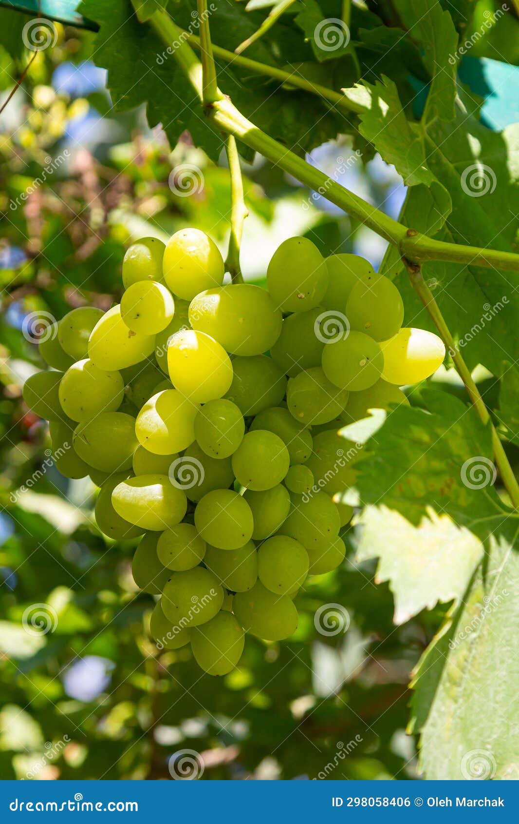 Fresh Bunch of White Grapes on the Field Stock Photo - Image of yellow ...