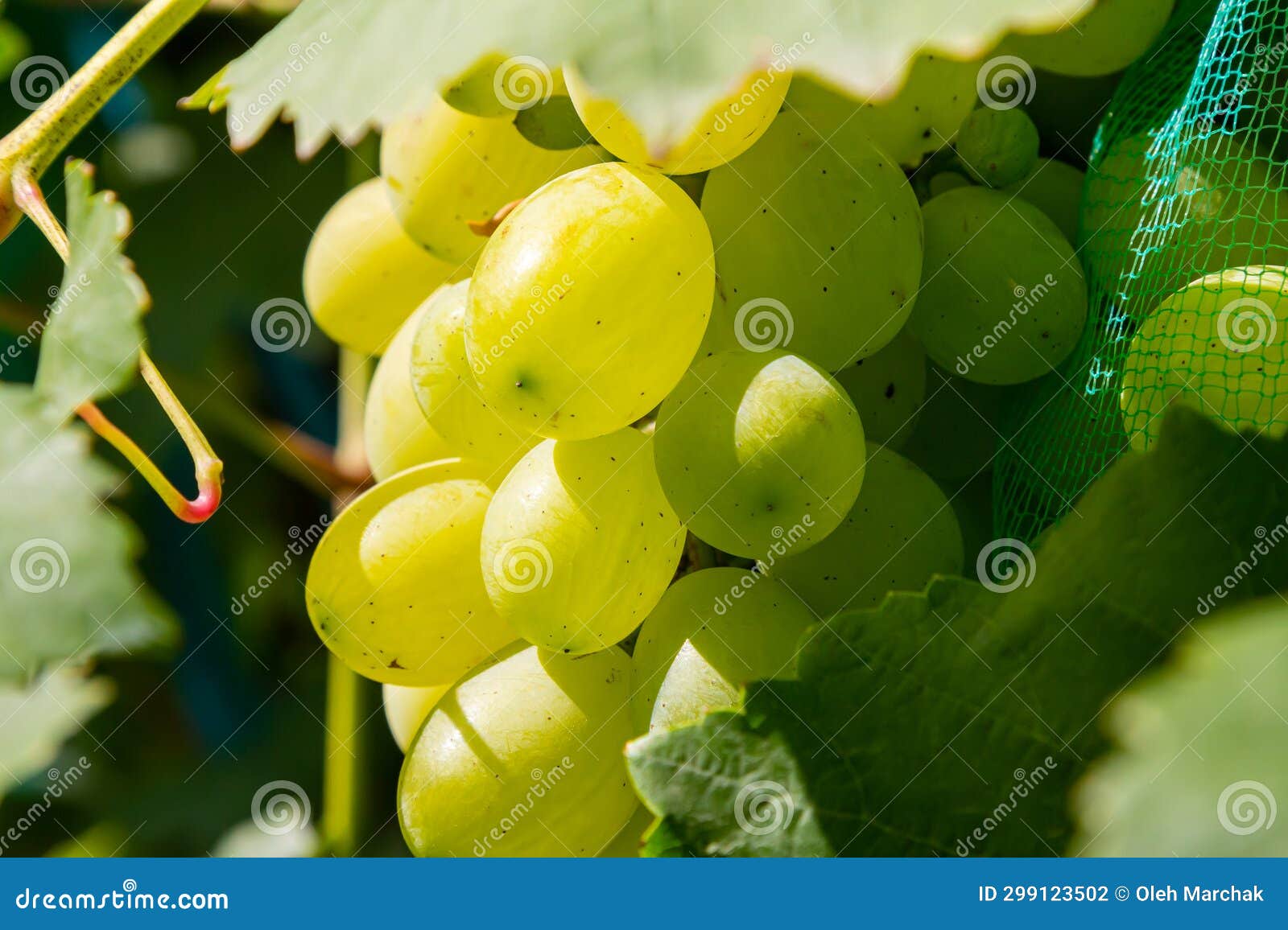 Fresh Bunch of White Grapes on the Field Stock Photo - Image of leaf ...