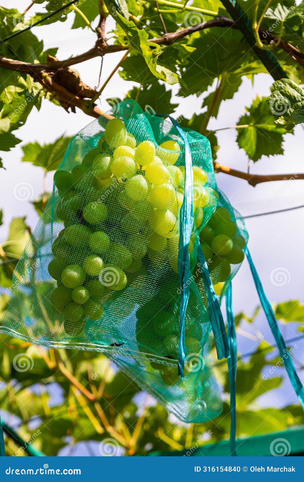 Fresh Bunch of White Grapes on the Field Stock Photo - Image of juicy ...