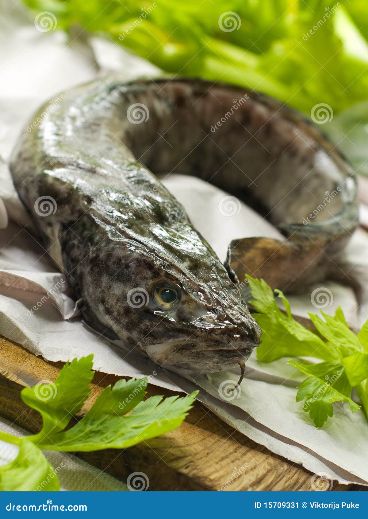 Fresh burbot stock image. Image of dinner, full, burbot - 15709331