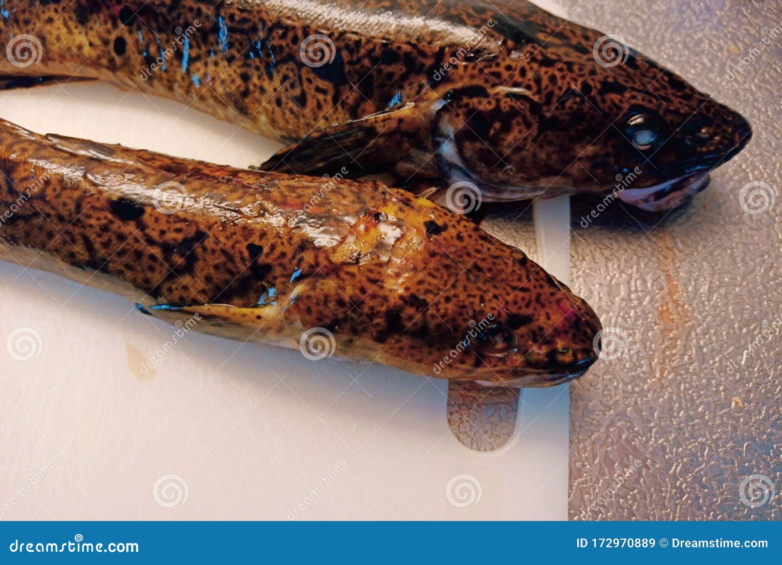 Fresh burbot fishes stock image. Image of food, fresh - 172970889