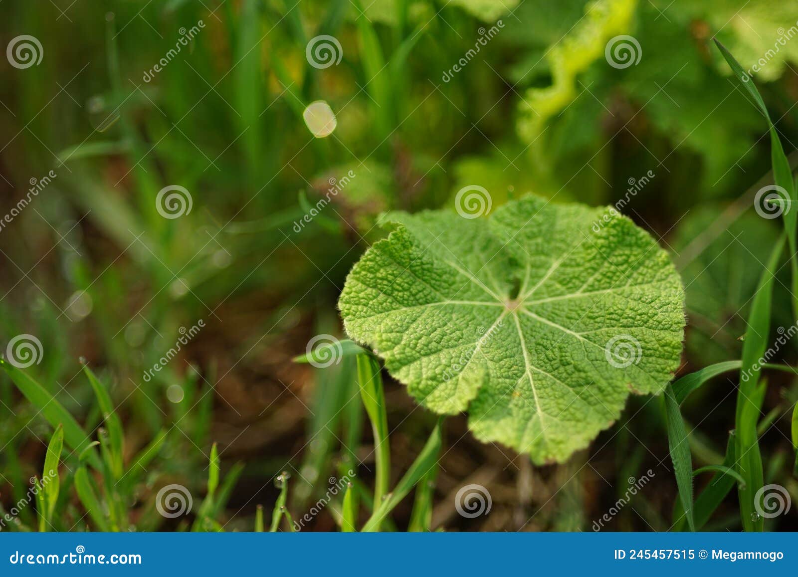 Fresh Burdock Herb Growing in a Spring Garden Stock Image - Image of ...