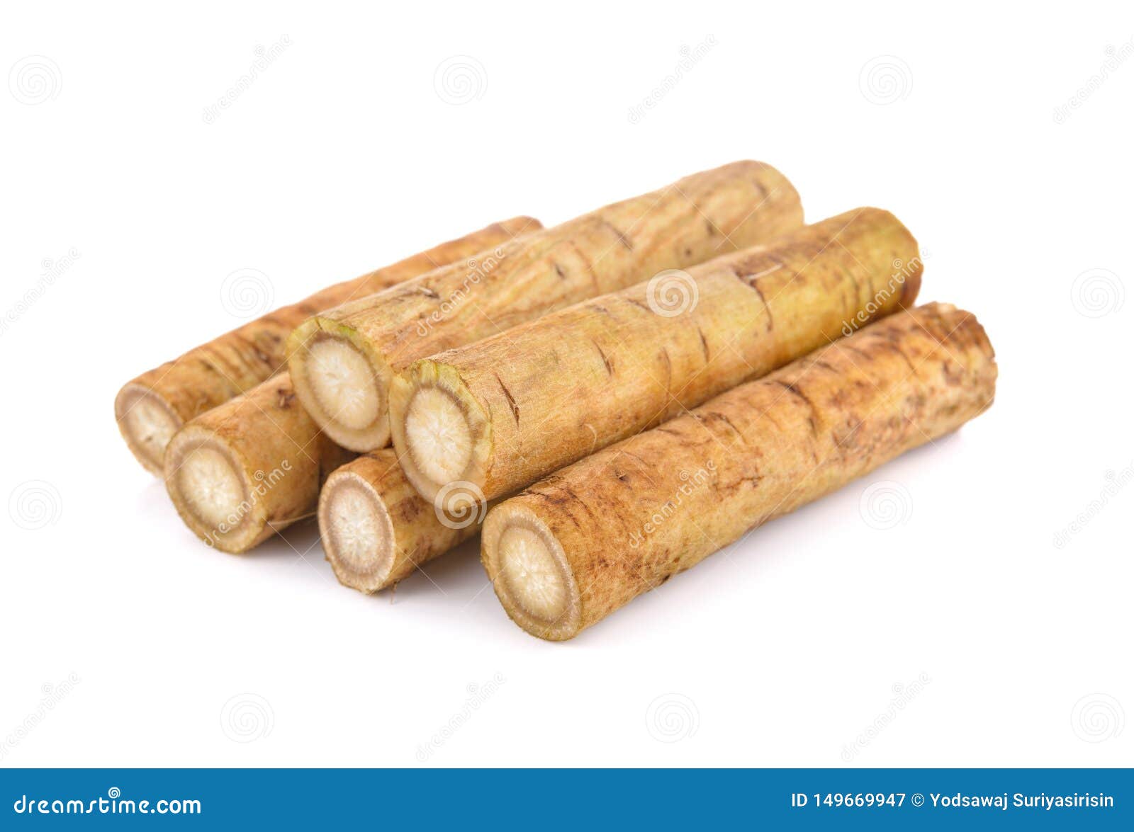 Fresh Burdock Root or Gobo on White Background Stock Image - Image of ...
