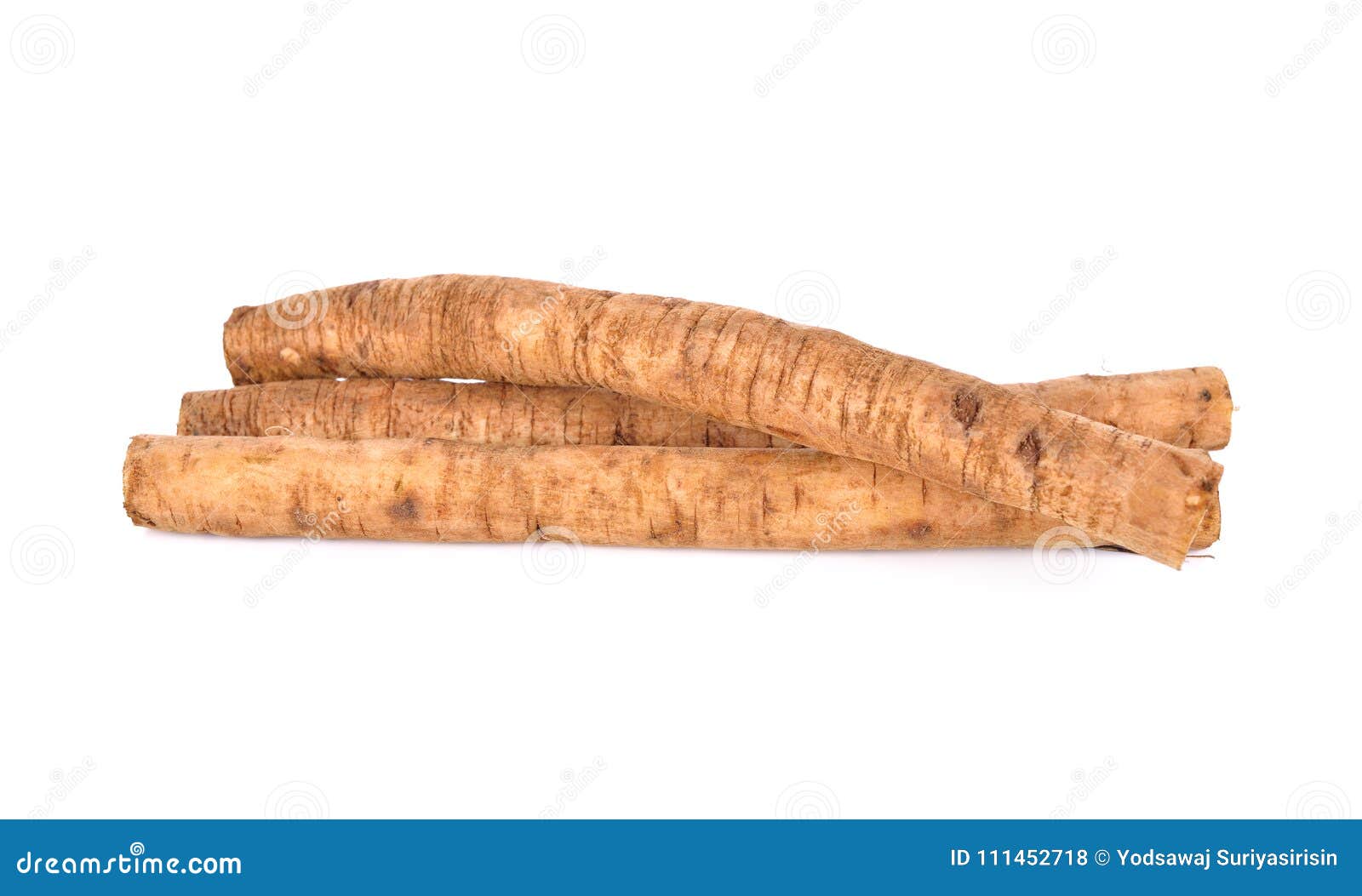 Fresh Burdock Root or Gobo on White Background Stock Photo - Image of ...