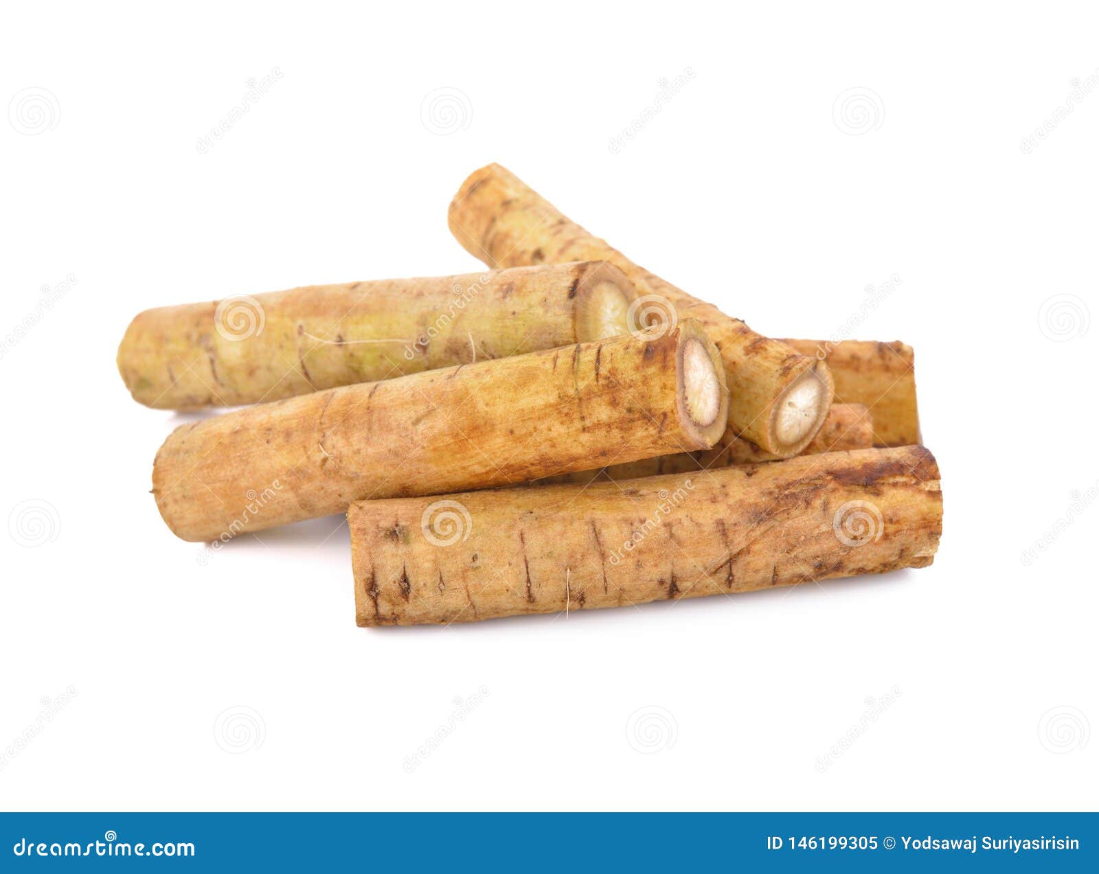 Fresh Burdock Root or Gobo on White Background Stock Image - Image of ...