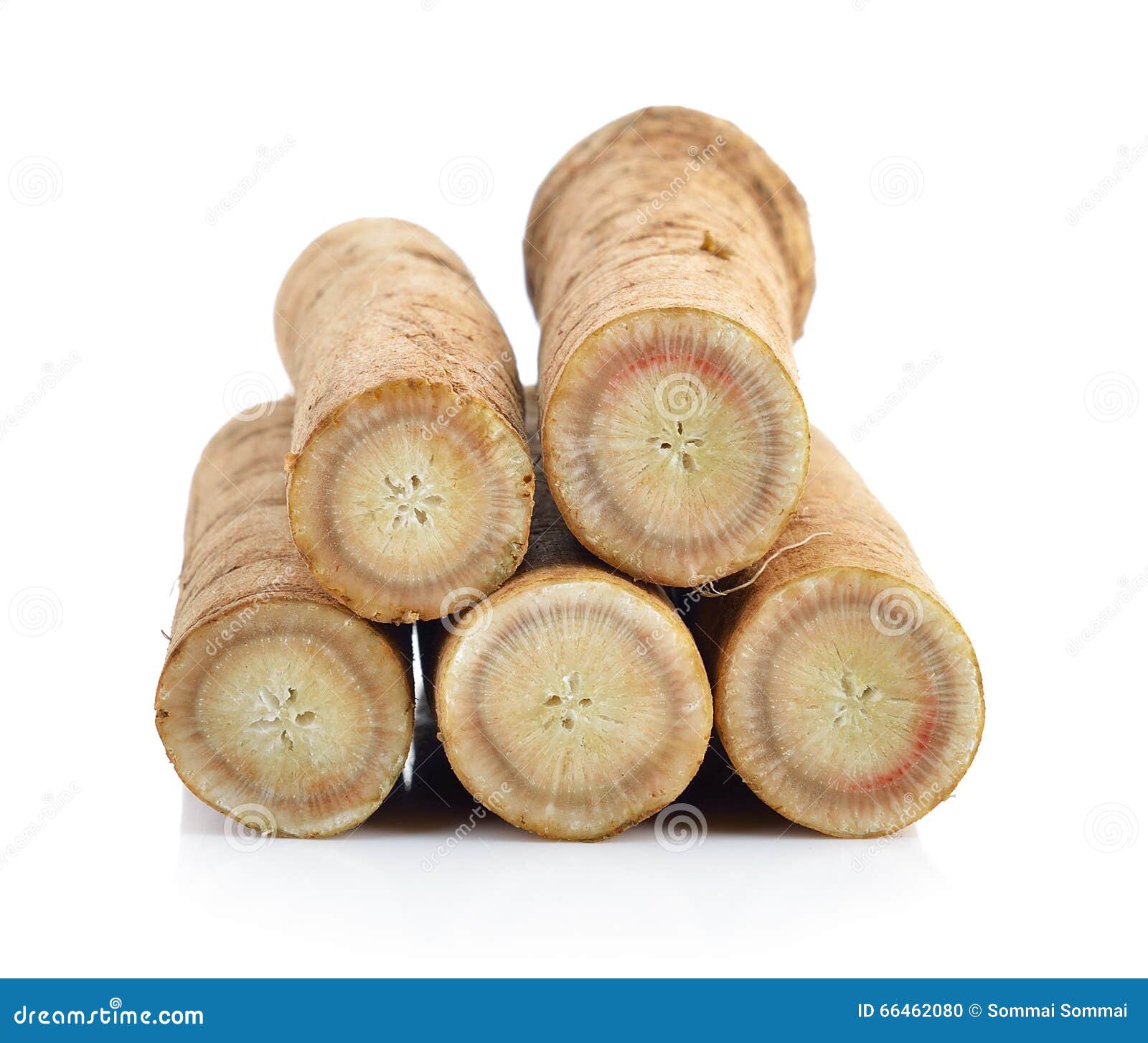 Fresh Burdock Roots on White Background Stock Photo - Image of field ...