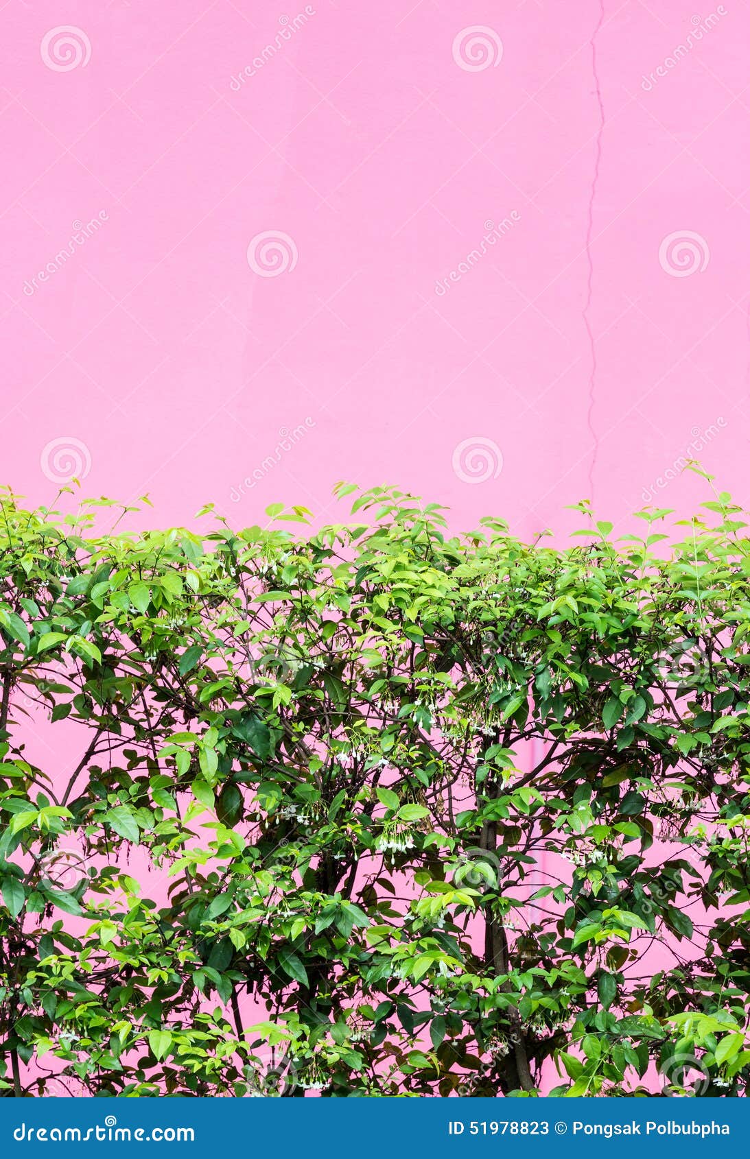 Fresh bush fence stock image. Image of fence, background - 51978823