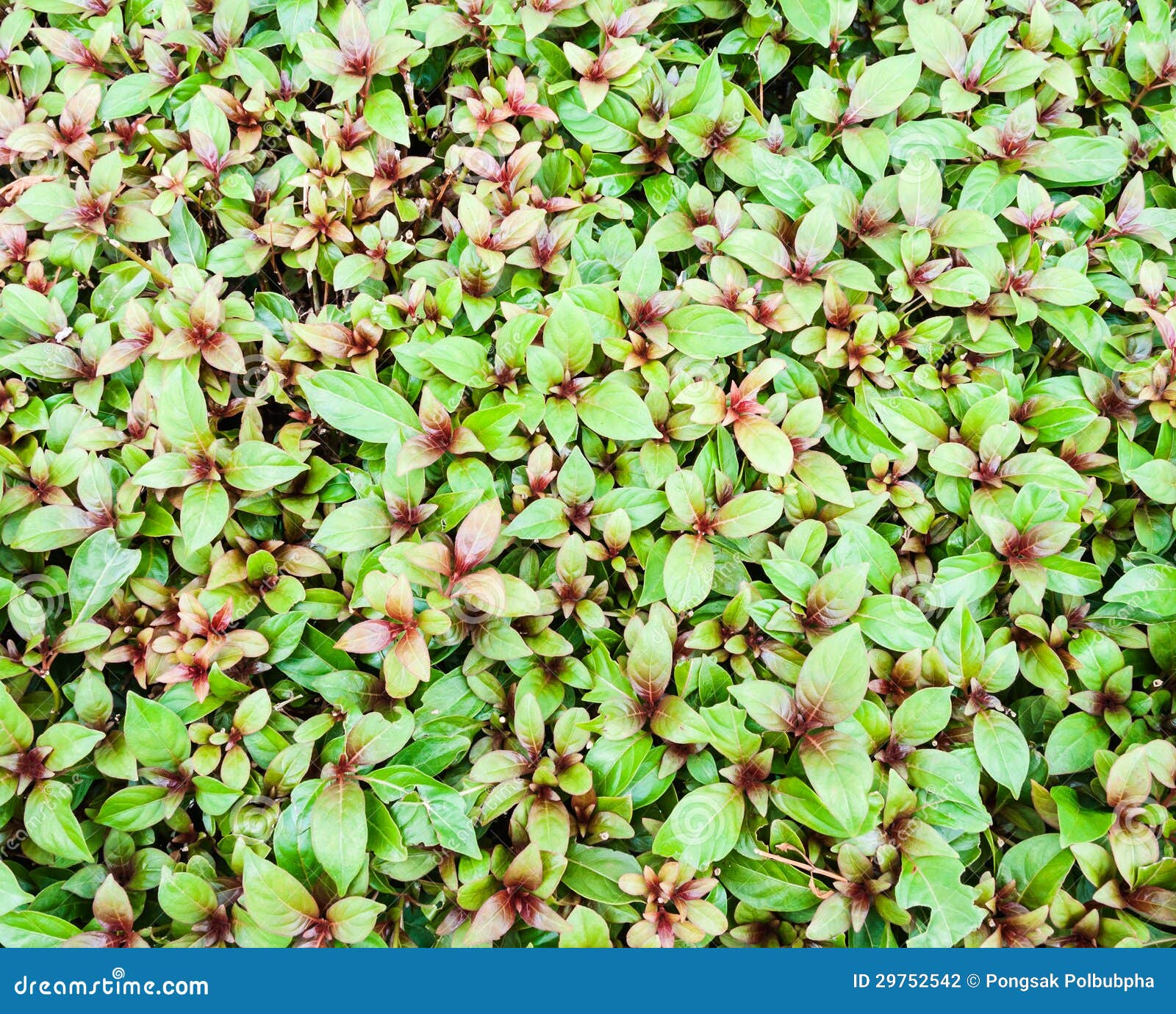 Fresh bush stock photo. Image of quality, flower, holiday - 29752542