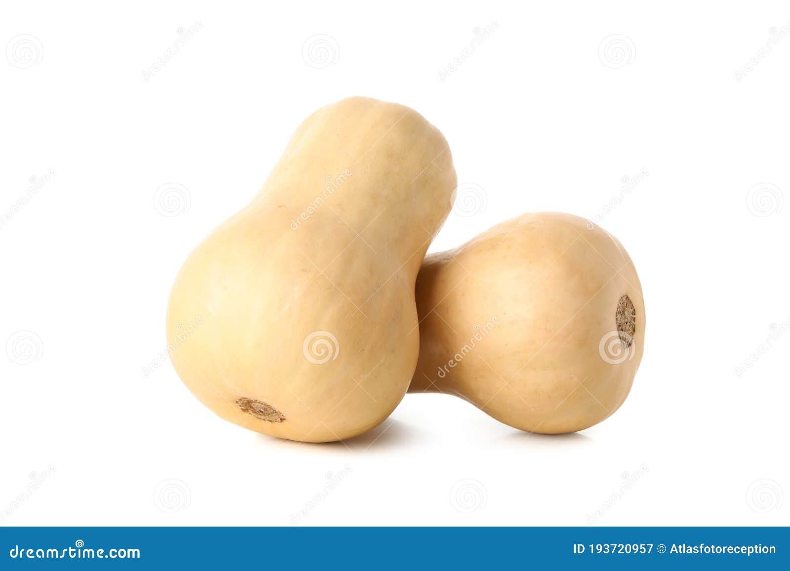 Fresh Butternut Squash Isolated on White Stock Image - Image of fall ...