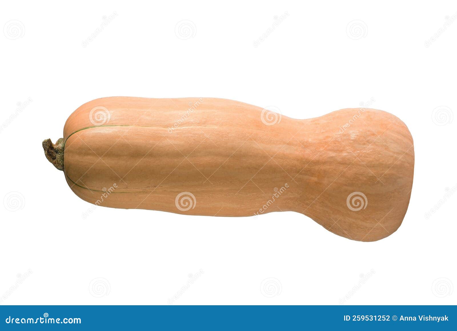 Fresh Butternut Squash Isolated on a White Background Stock Photo ...