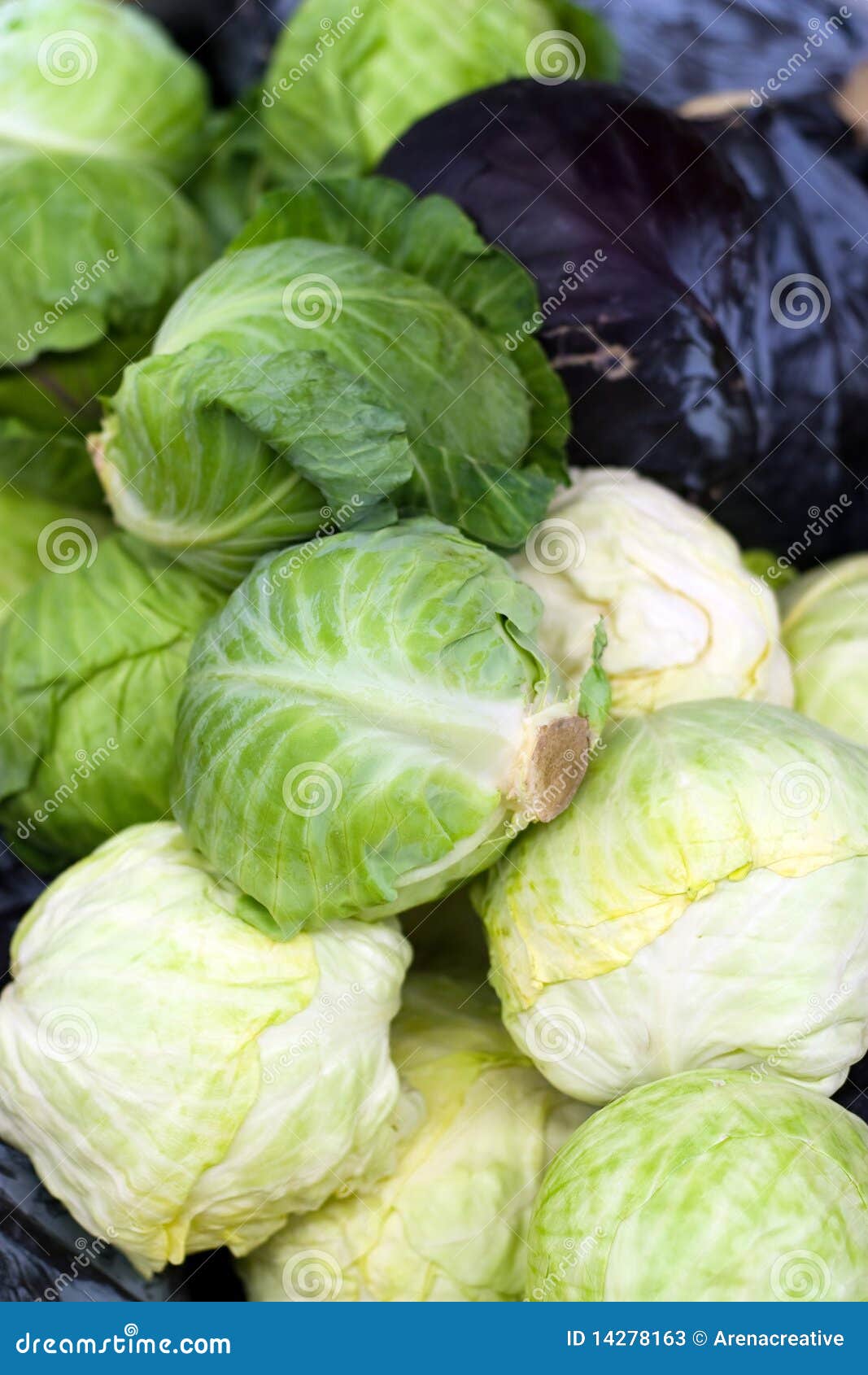 Fresh Cabbage stock image. Image of cabbage, nutritious - 14278163