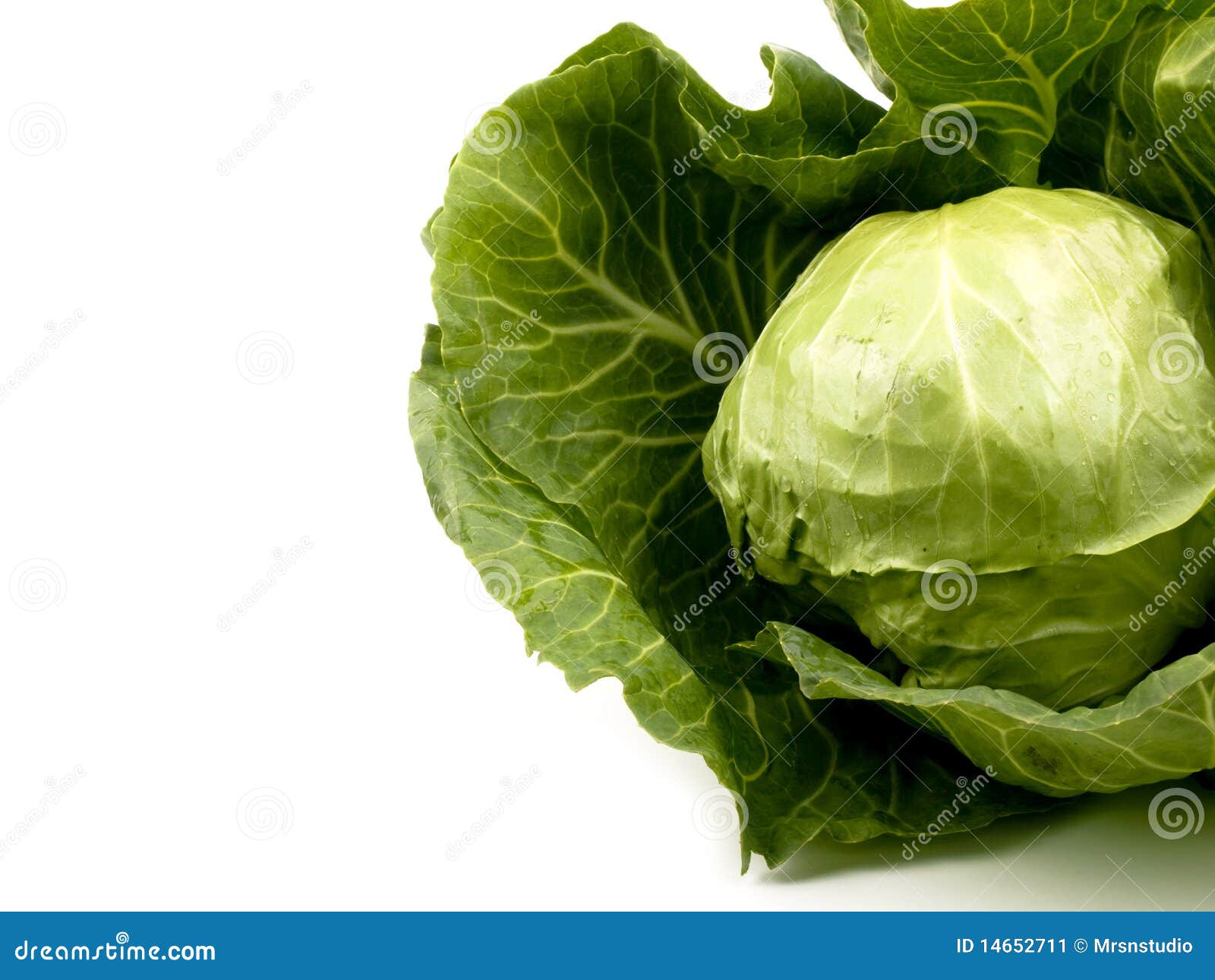 Fresh cabbage stock image. Image of food, ingredient - 14652711
